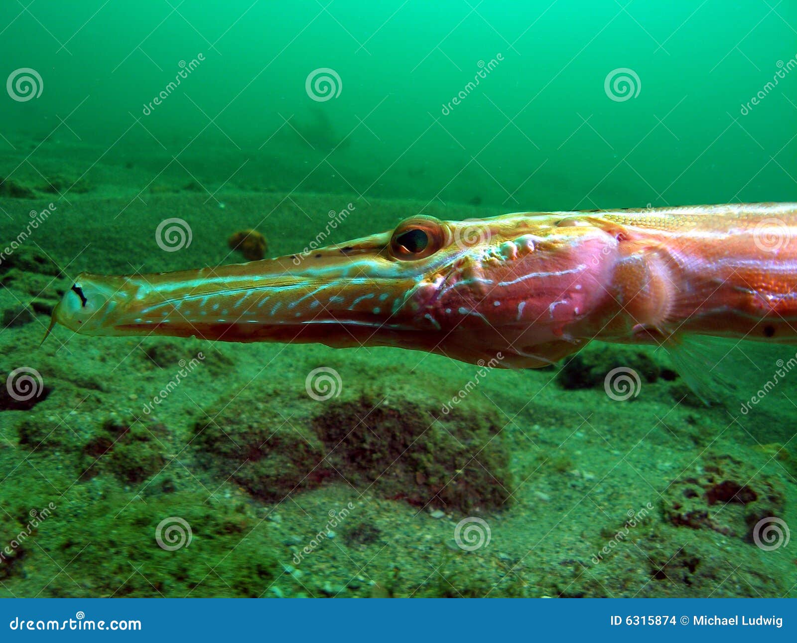 Trumpetfish stock photo. Image of dive, movement, aqua - 6315874