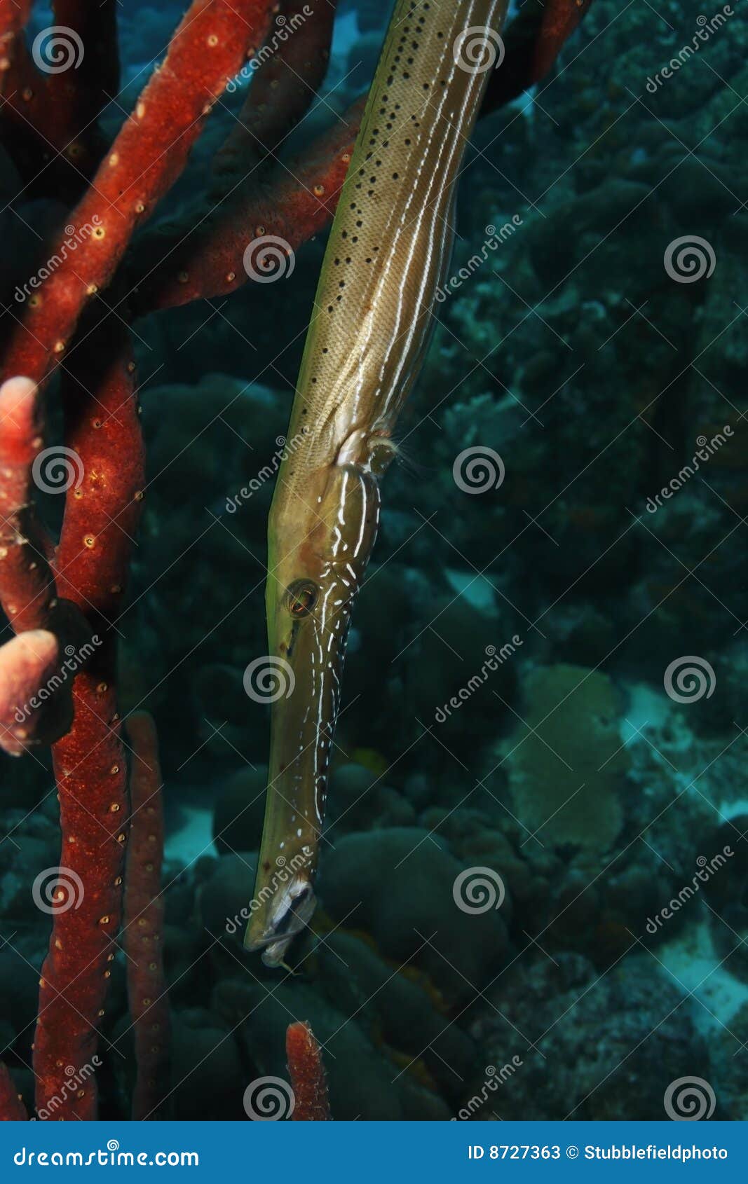 Trumpetfish (Aulostomus Maculatus) Stock Image - Image of reef ...