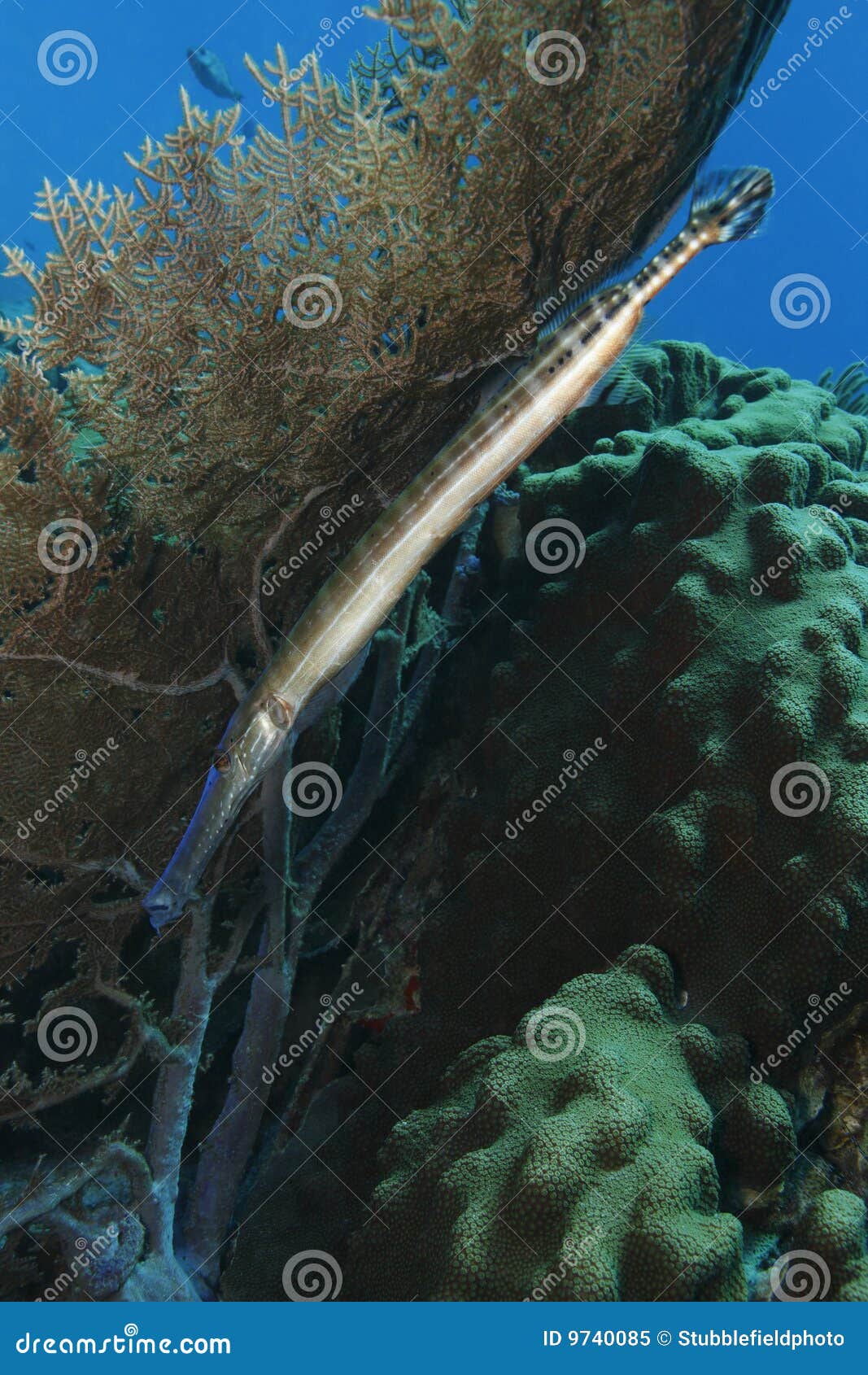 Trumpetfish (Aulostomus Maculatus) Stock Image - Image of swimming ...