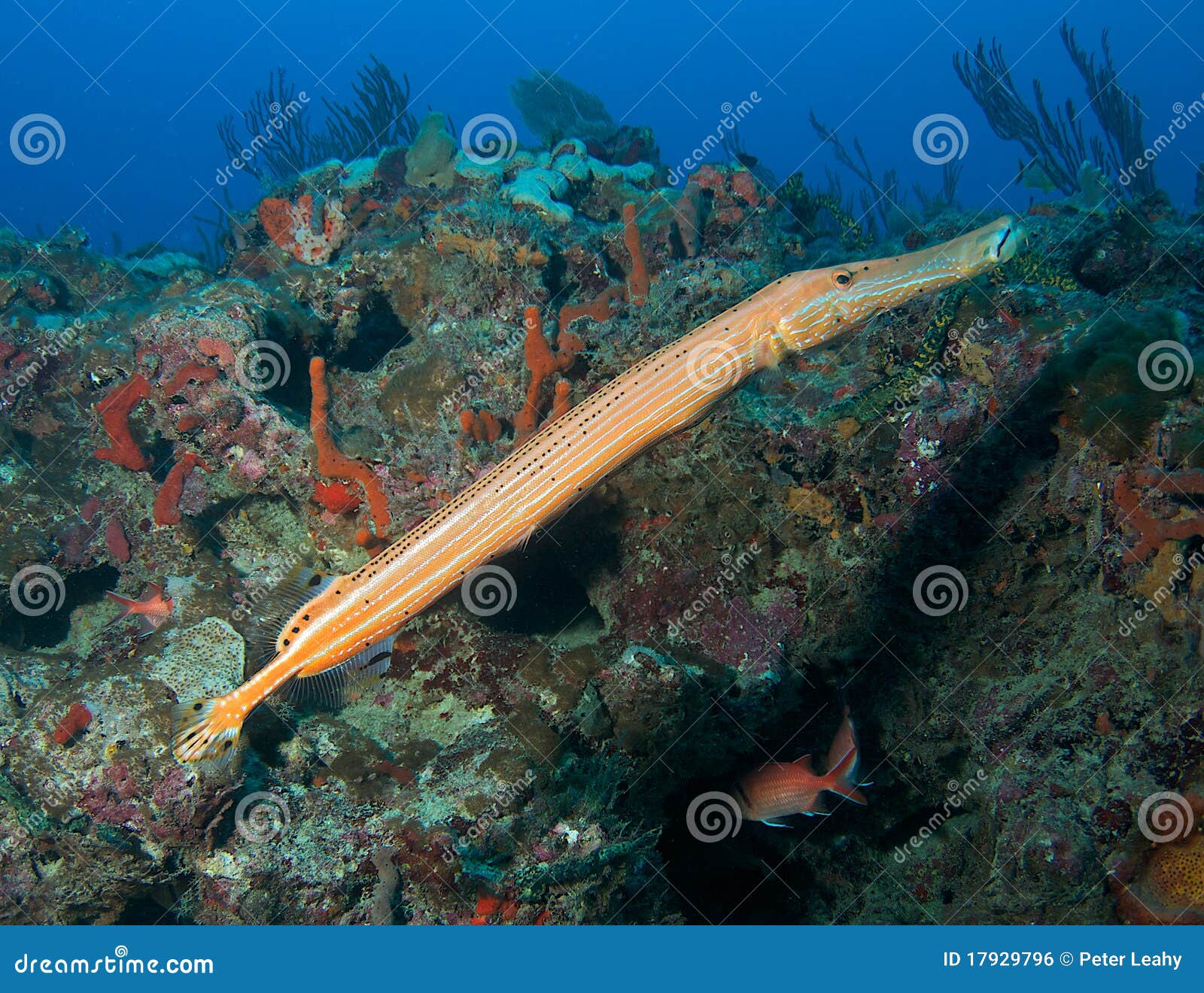Trumpetfish on a Reef stock photo. Image of intercoastal - 17929796