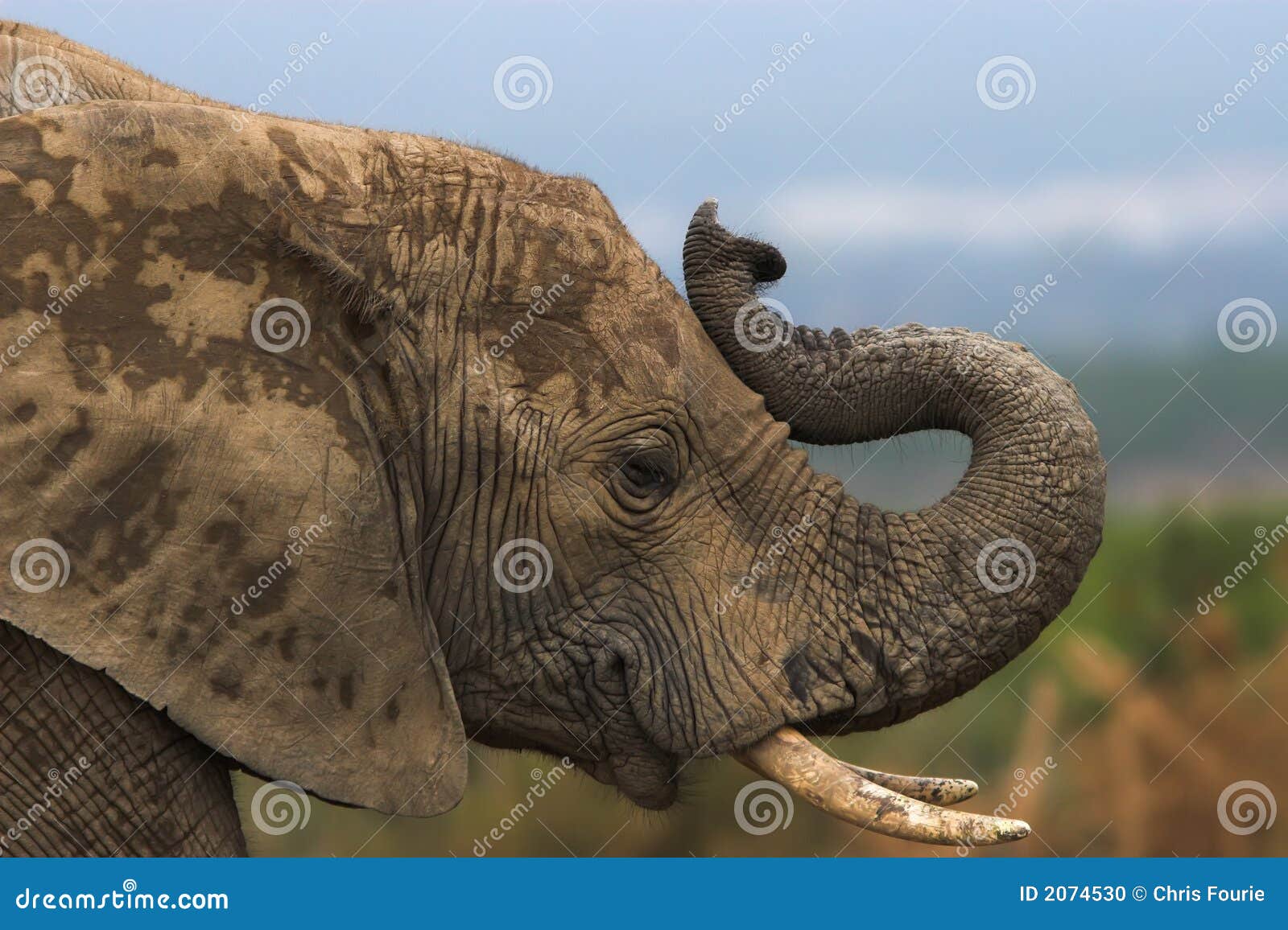 Trumpeting stock photo. Image of expedition, africa, legs - 2074530