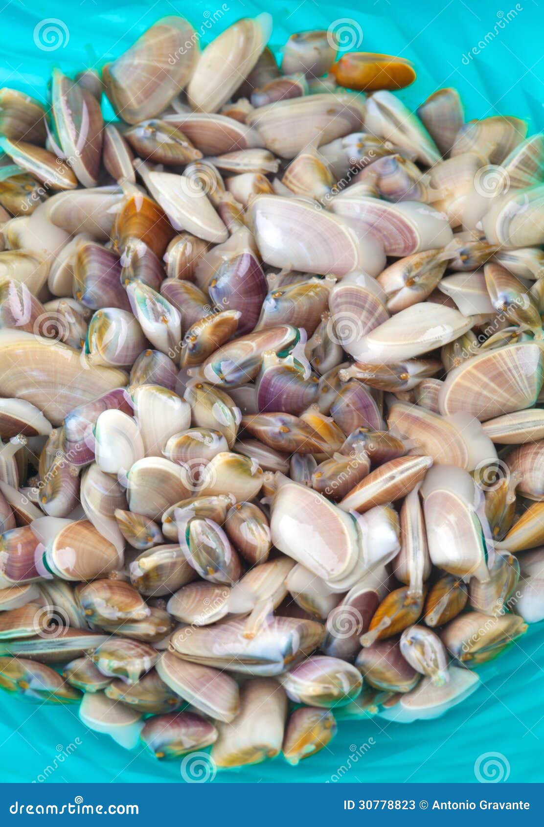 Truncate donax Telline stock image. Image of trunculus - 30778823