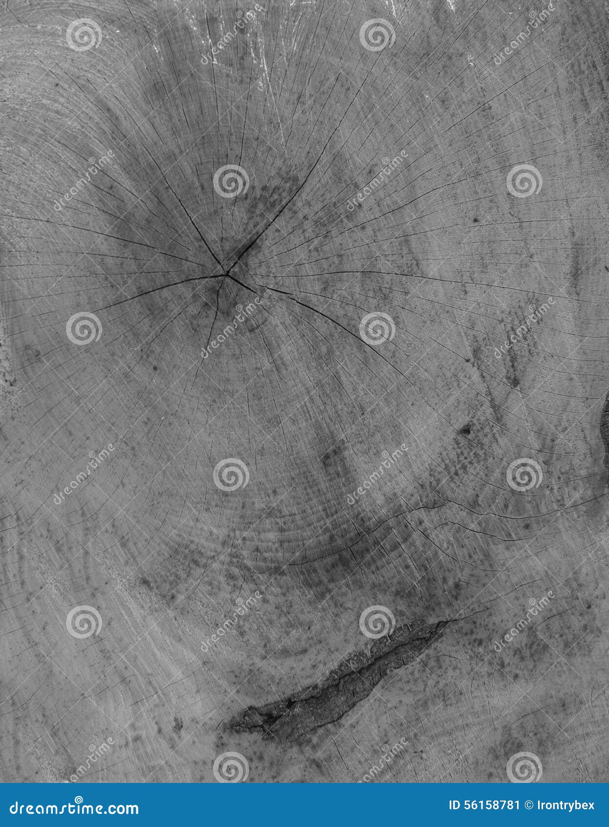 Circle Tree Border Royalty-Free Stock Photography | CartoonDealer.com ...