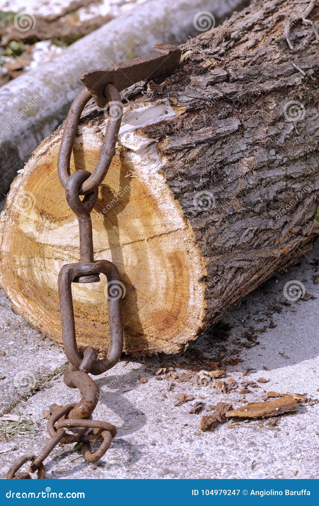 Truncated Tree Trunk Hooked To a Chain Stock Image - Image of arborist ...