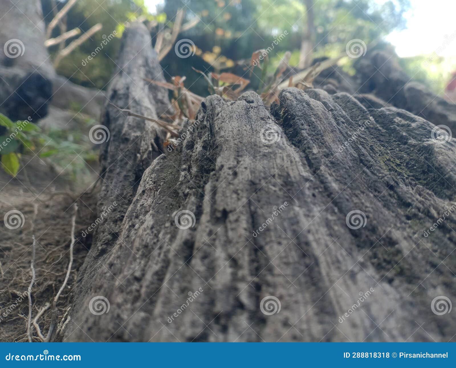 Truncated Trees Natural Background Stock Photo - Image of truncated, river: 288818318