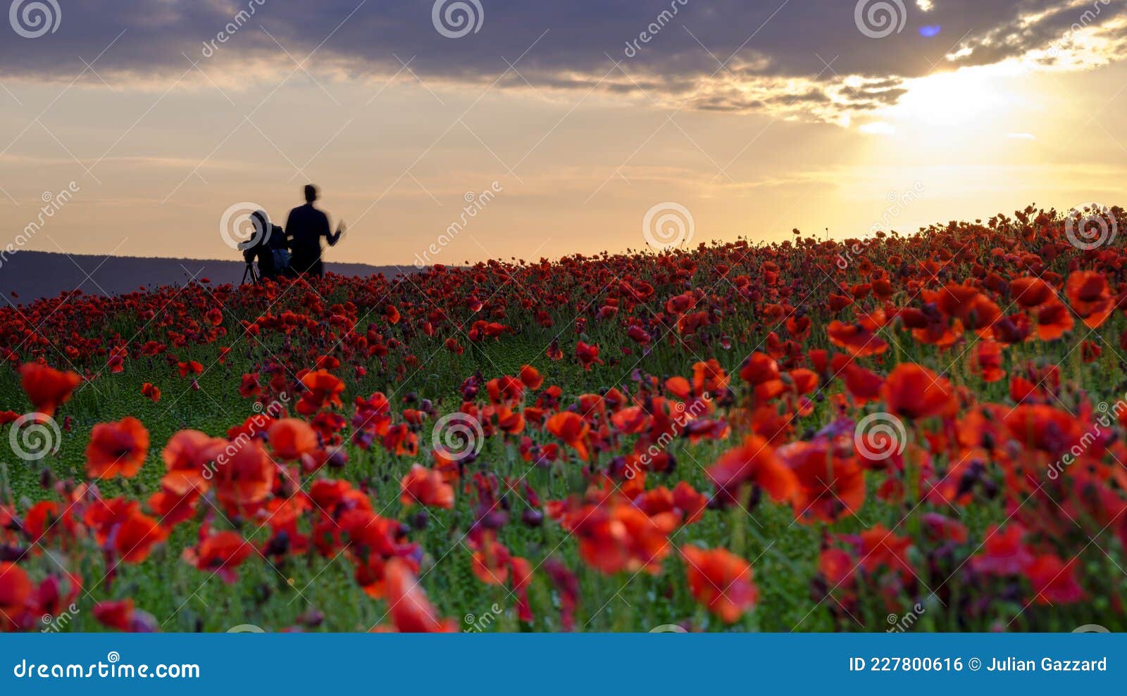 Trundle Hill Poppies South Downs National Park Editorial Photo Image Of Meadow Horizon