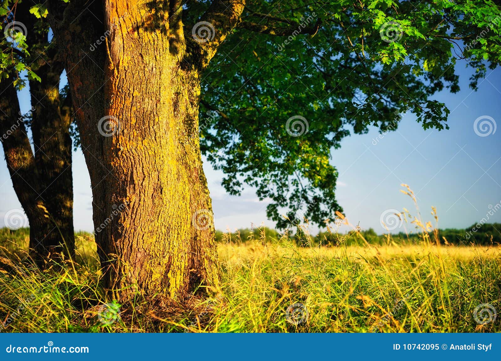 Trunk stock image. Image of trees, landscape, park, environment - 10742095
