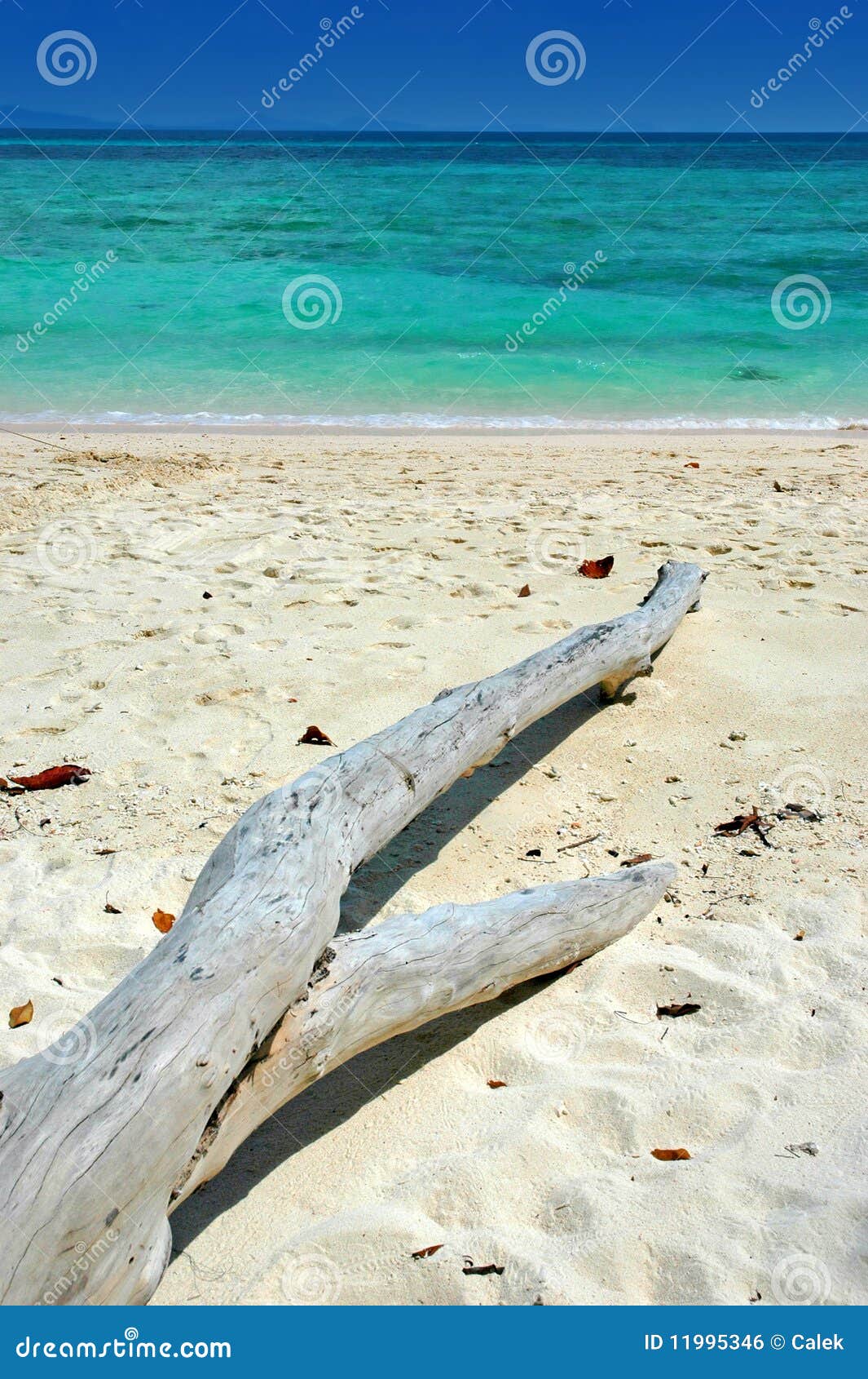 Trunk 2 stock photo. Image of coast, recreation, holiday - 11995346