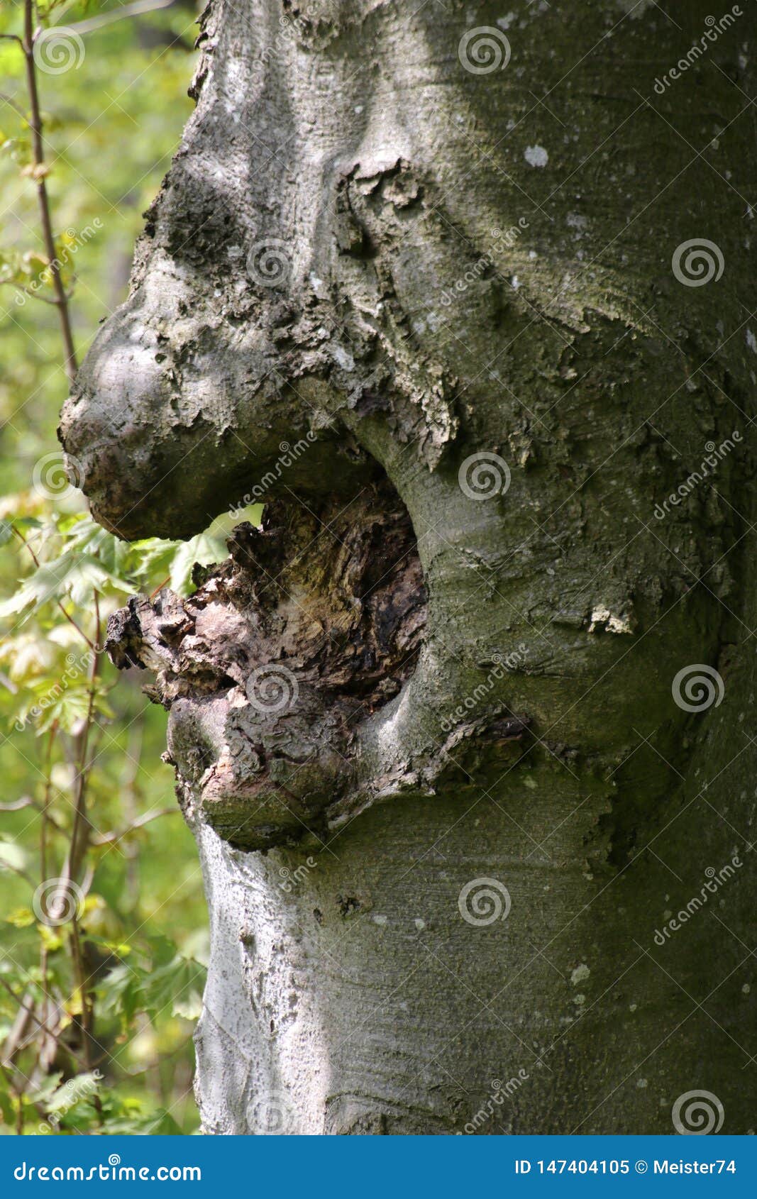 Trunk with abscess stock image. Image of tree, trunk - 147404105