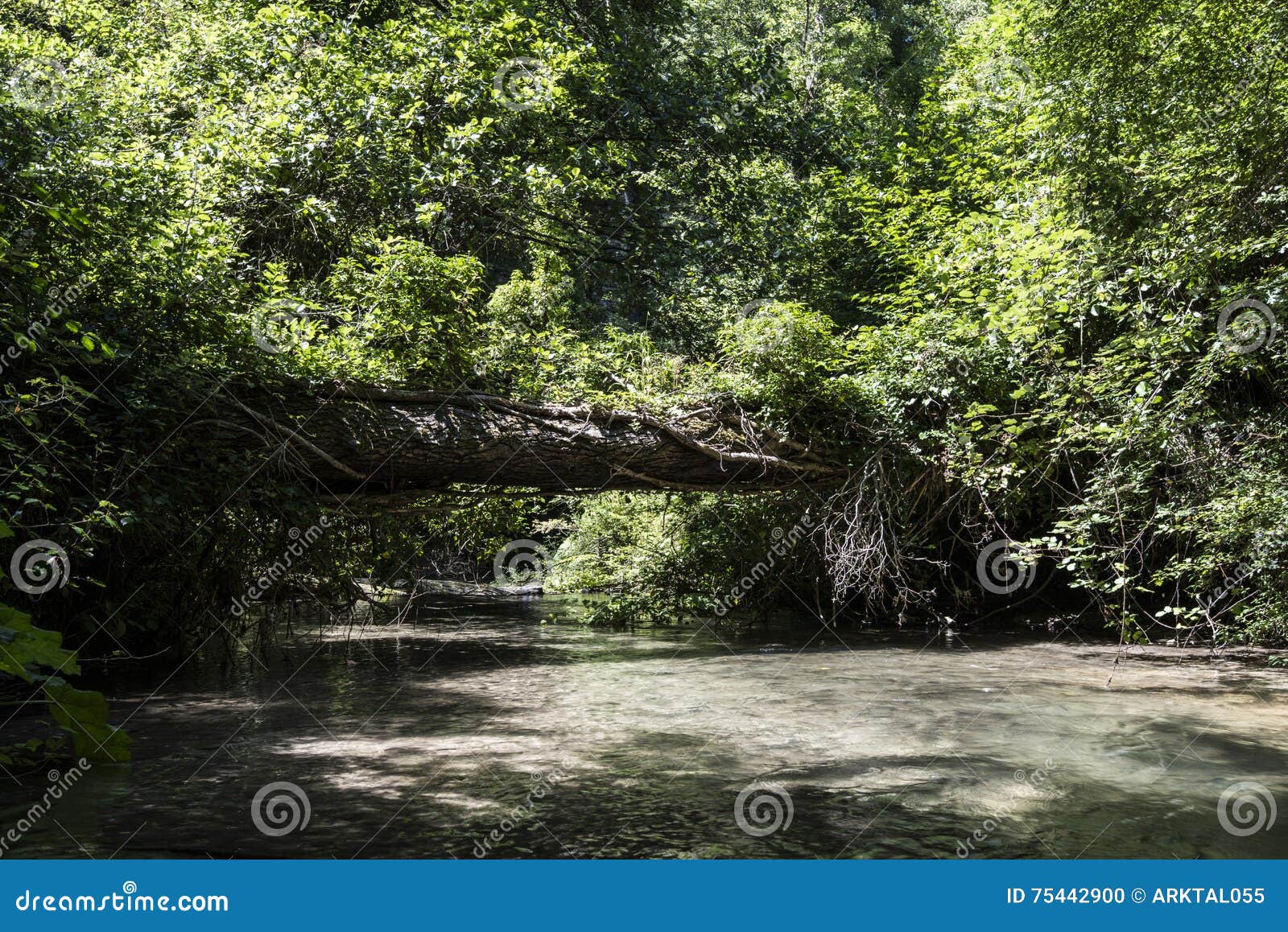 Trunk across a river stock photo. Image of park, outdoor - 75442900