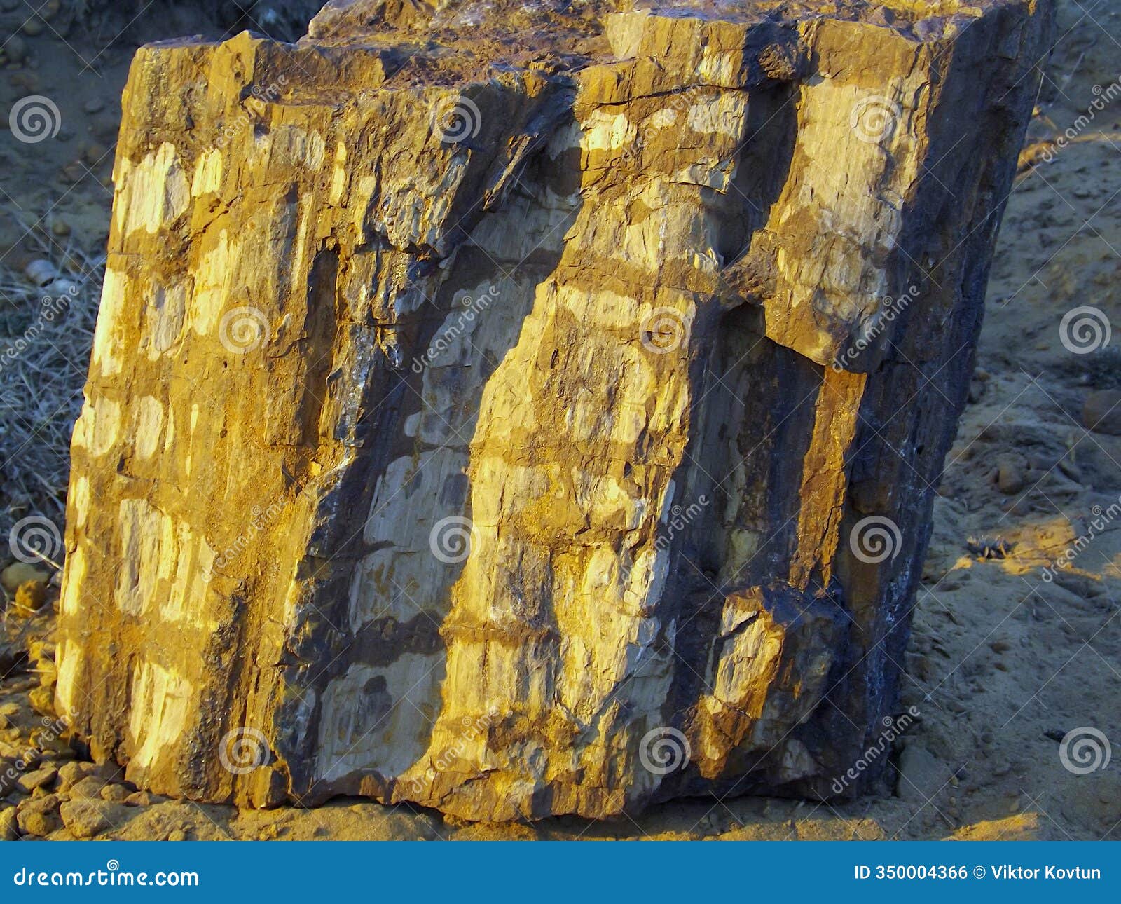 The Trunk Of A Petrified Tree Is A Fragment Of Lilac-yellow Color ...