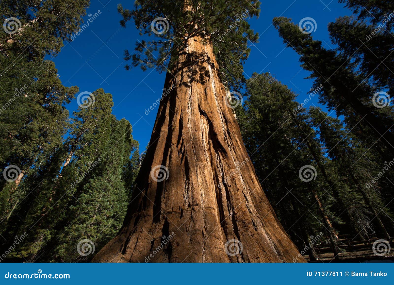 The Trunk of an Ancient Sequia Tree in California Stock Image - Image ...