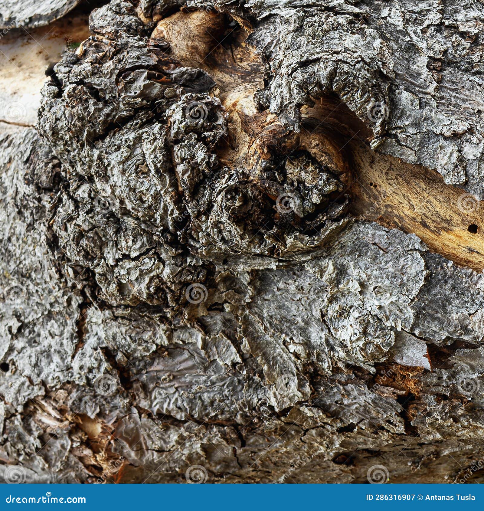 The Trunk of the Apple Tree is Covered with Torn Bark Stock Image ...