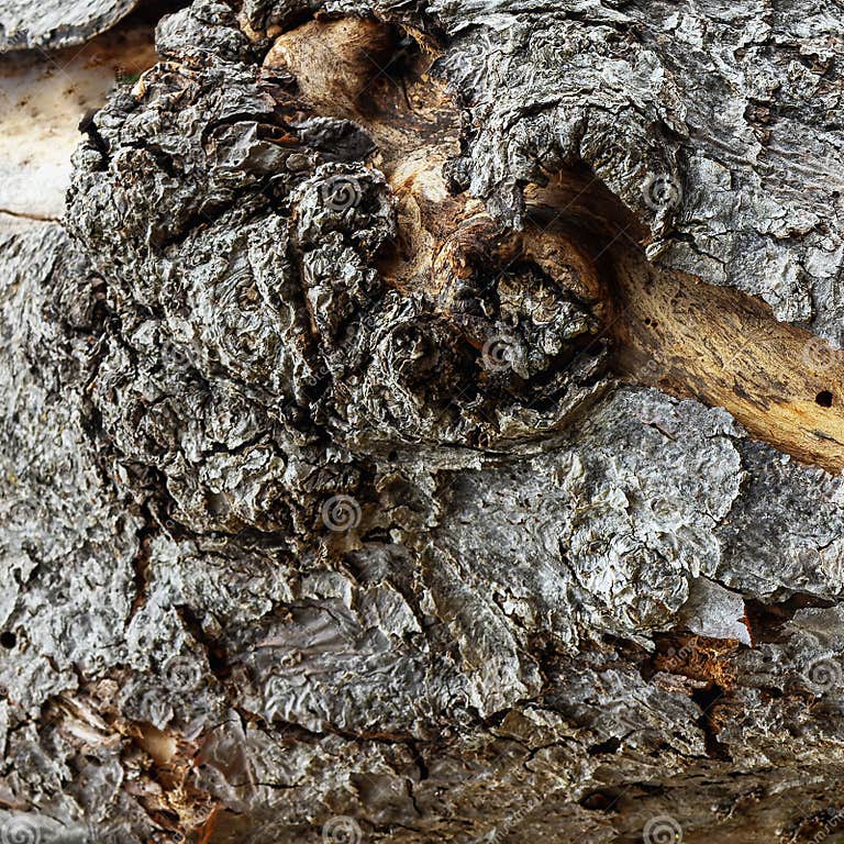The Trunk of the Apple Tree is Covered with Torn Bark Stock Image ...