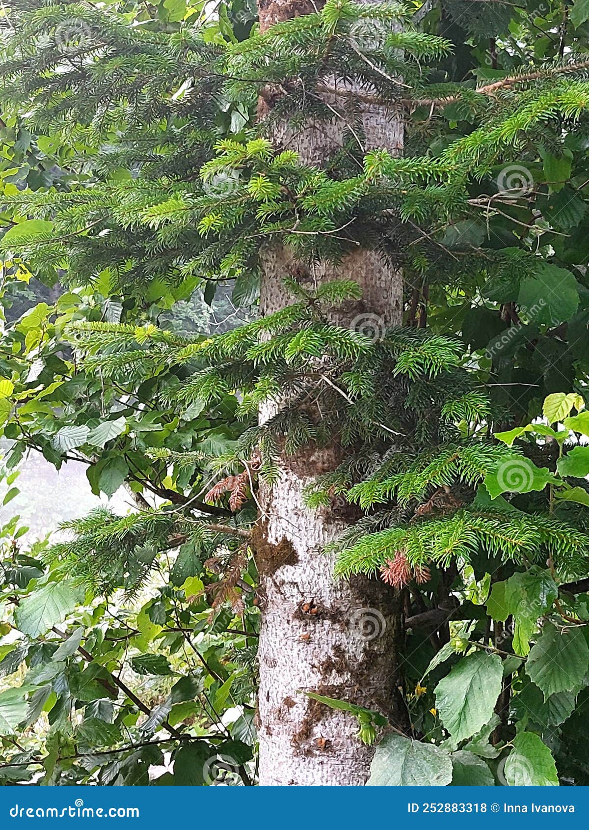 Trunk of an Aspen Tree, Twisted Branches of a Fir Tree. Stock Photo ...