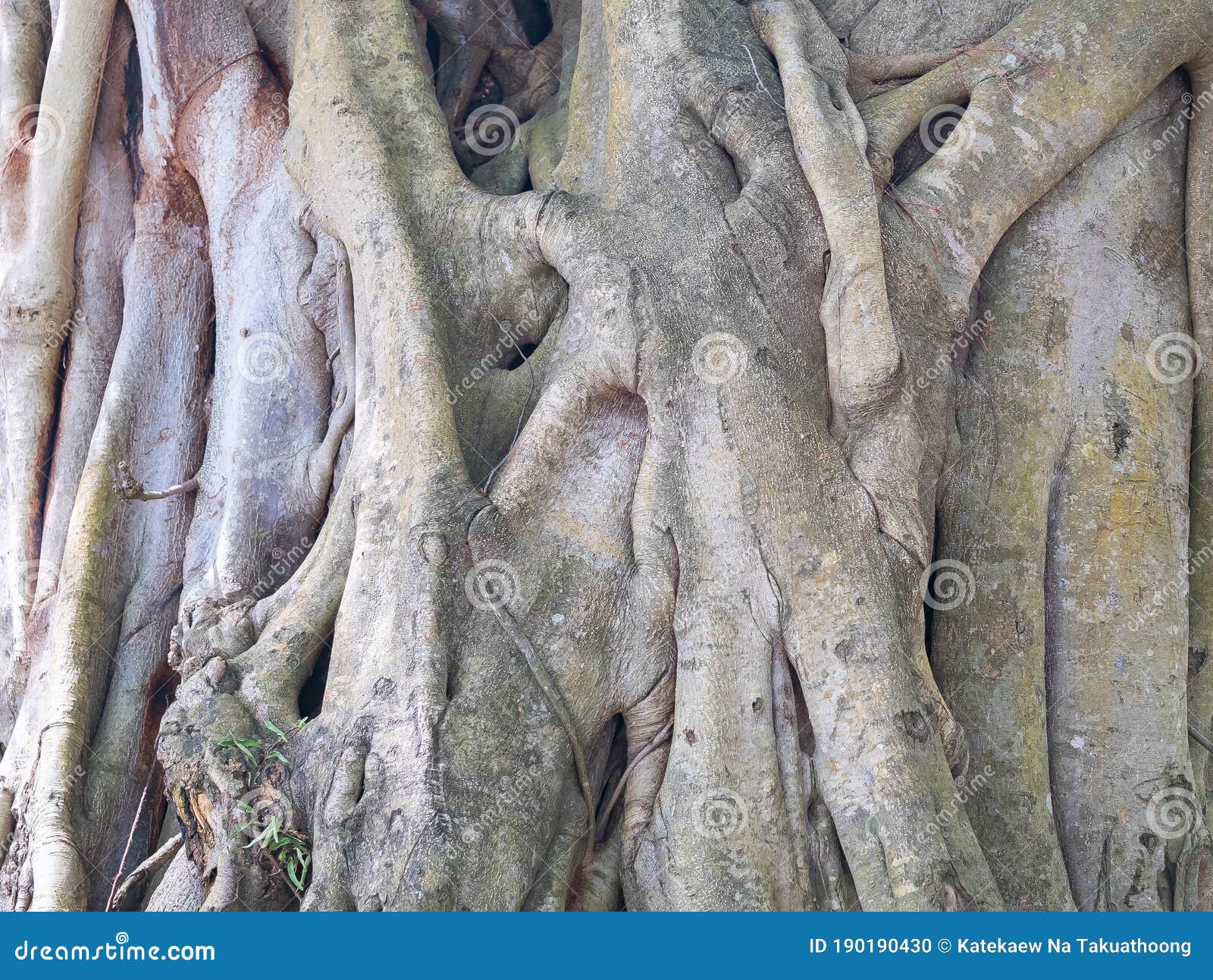 Trunk of banyan tree stock photo. Image of earth, botany - 190190430