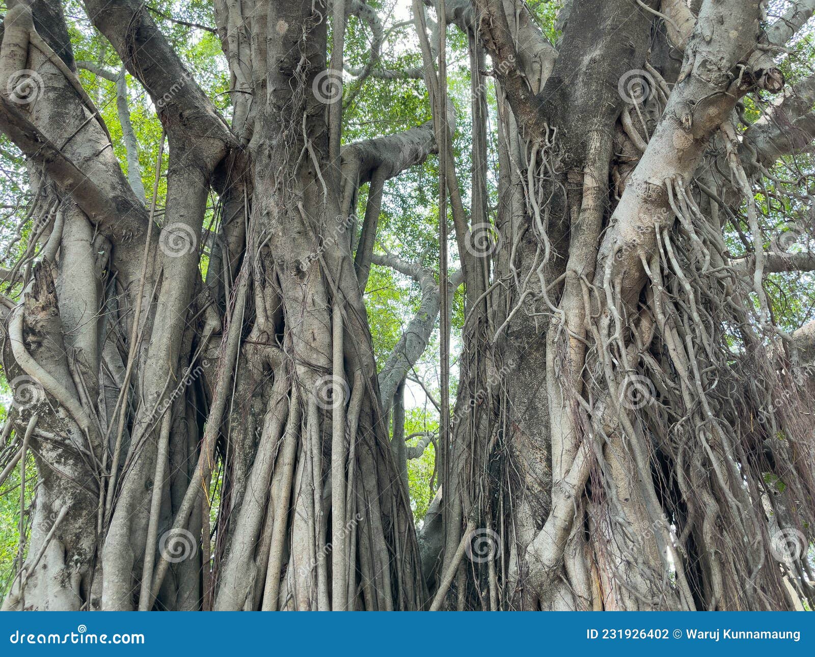 Trunk of banyan tree. stock photo. Image of wildlife - 231926402