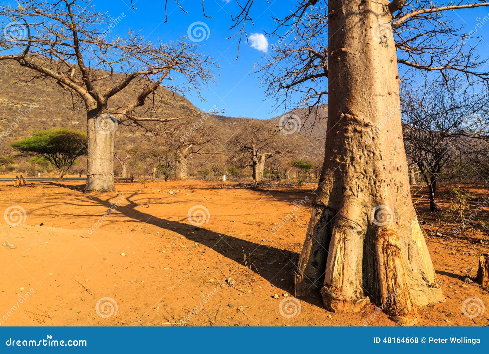 Trunk of Baobab Tree in a Baobab Forest Stock Photo - Image of travel ...