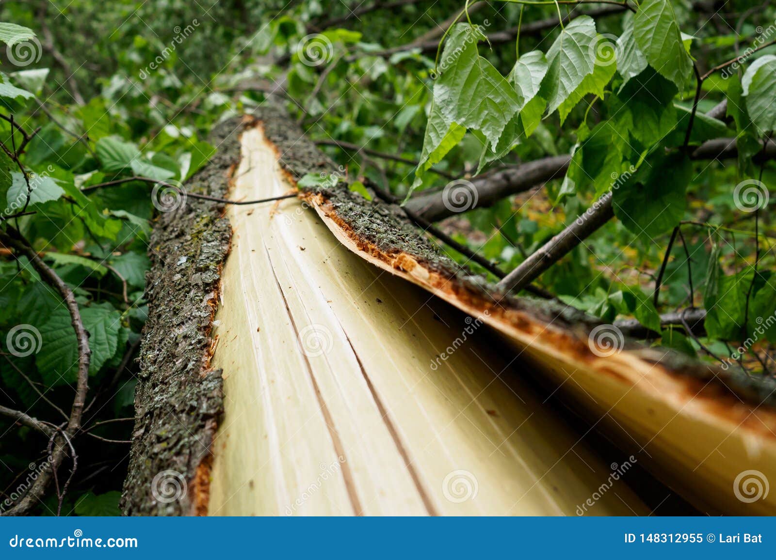 The Trunk and Bark of a Broken Tree. Concept: the Consequences of Bad ...