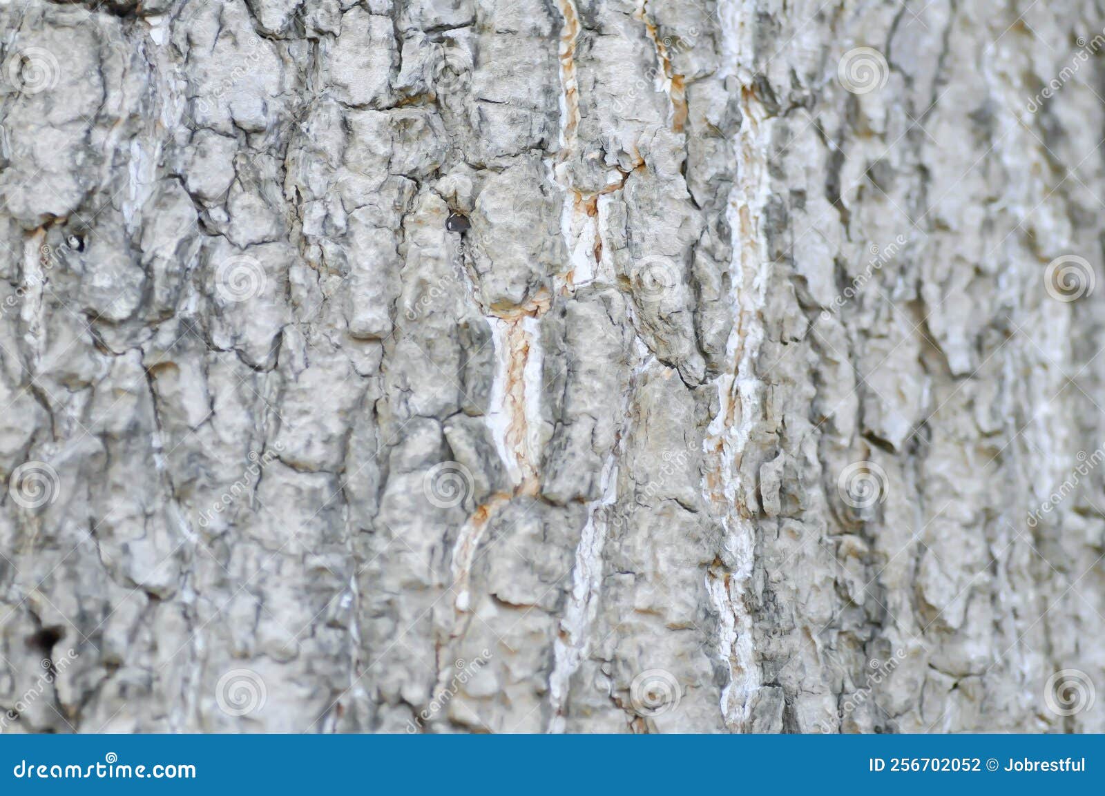Trunk and Bark or Dita, Devil Tree or Alstonia Scholaris Stock Photo ...