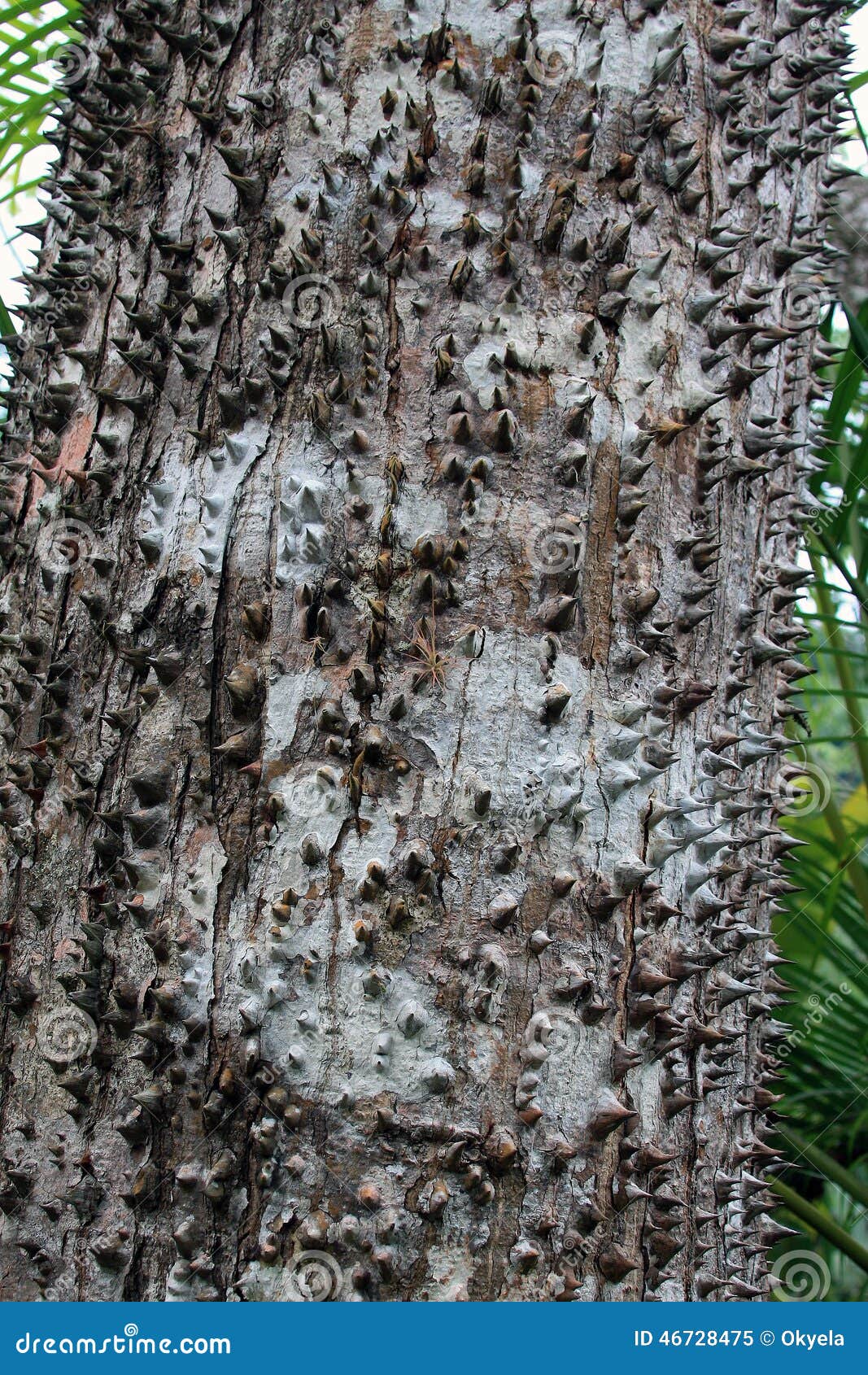 Trunk and Bark Dragon Tree with Spikes Stock Image - Image of forest ...