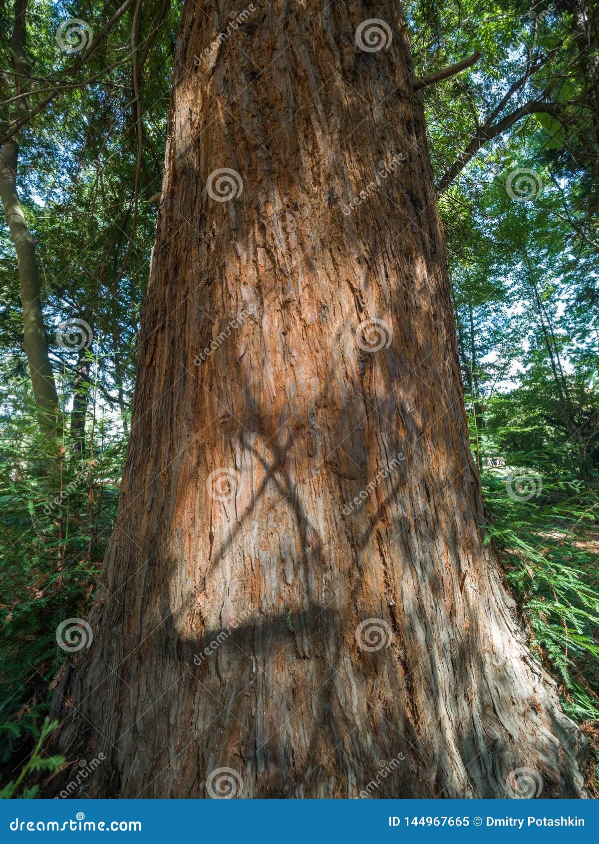 The Trunk and Bark of Evergreen Sequoia Stock Image - Image of forest ...