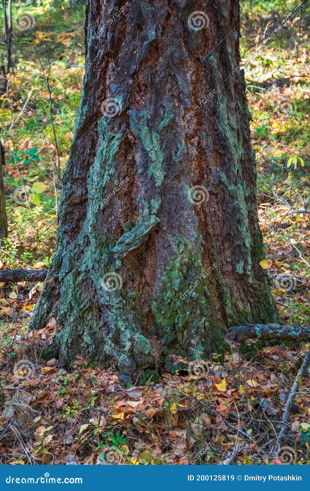 Trunk and Bark of Old Larch Tree with Moss Stock Image - Image of ...