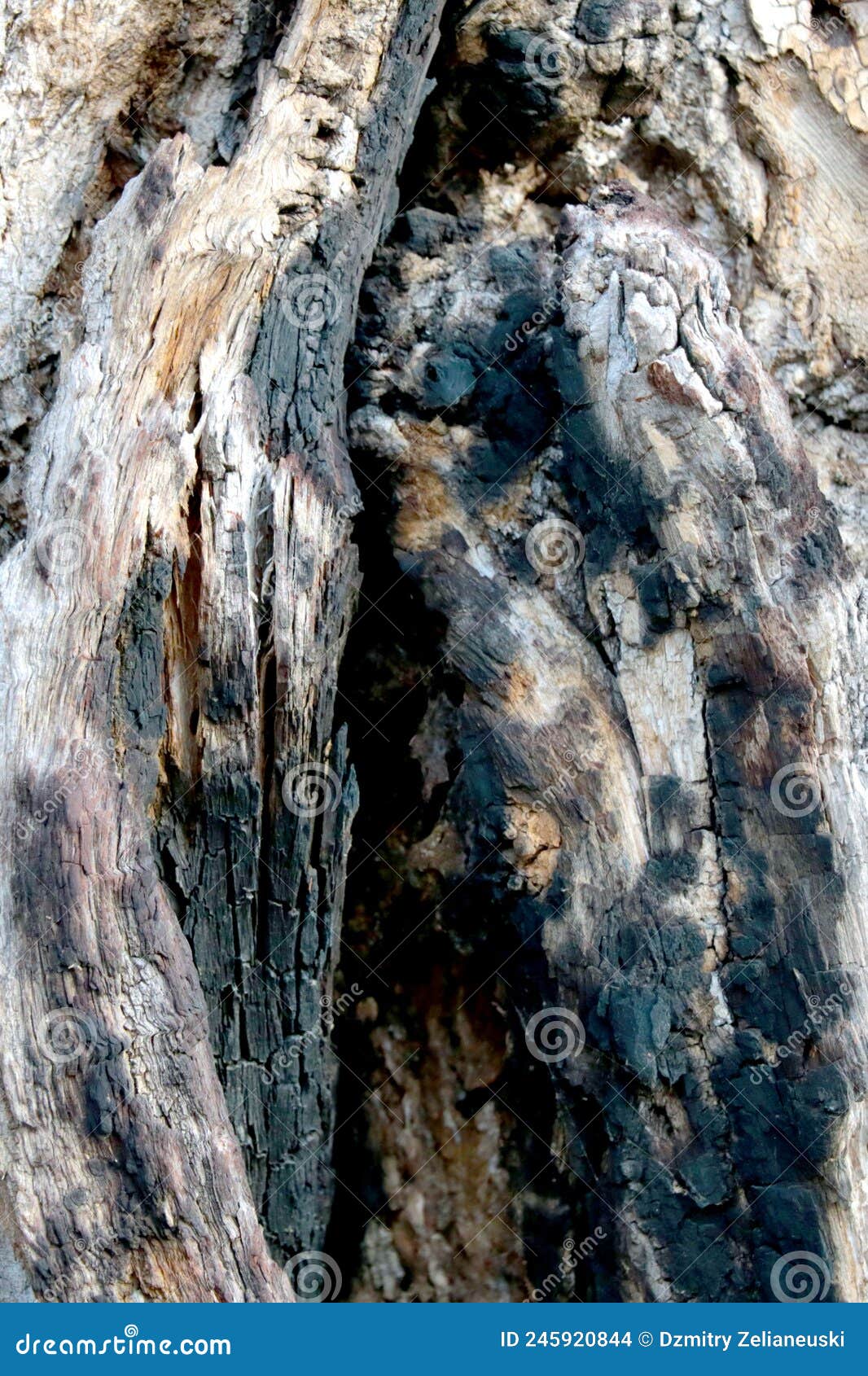 The Trunk of the Bark of a Tree after a Lightning Strike. Stock Photo ...