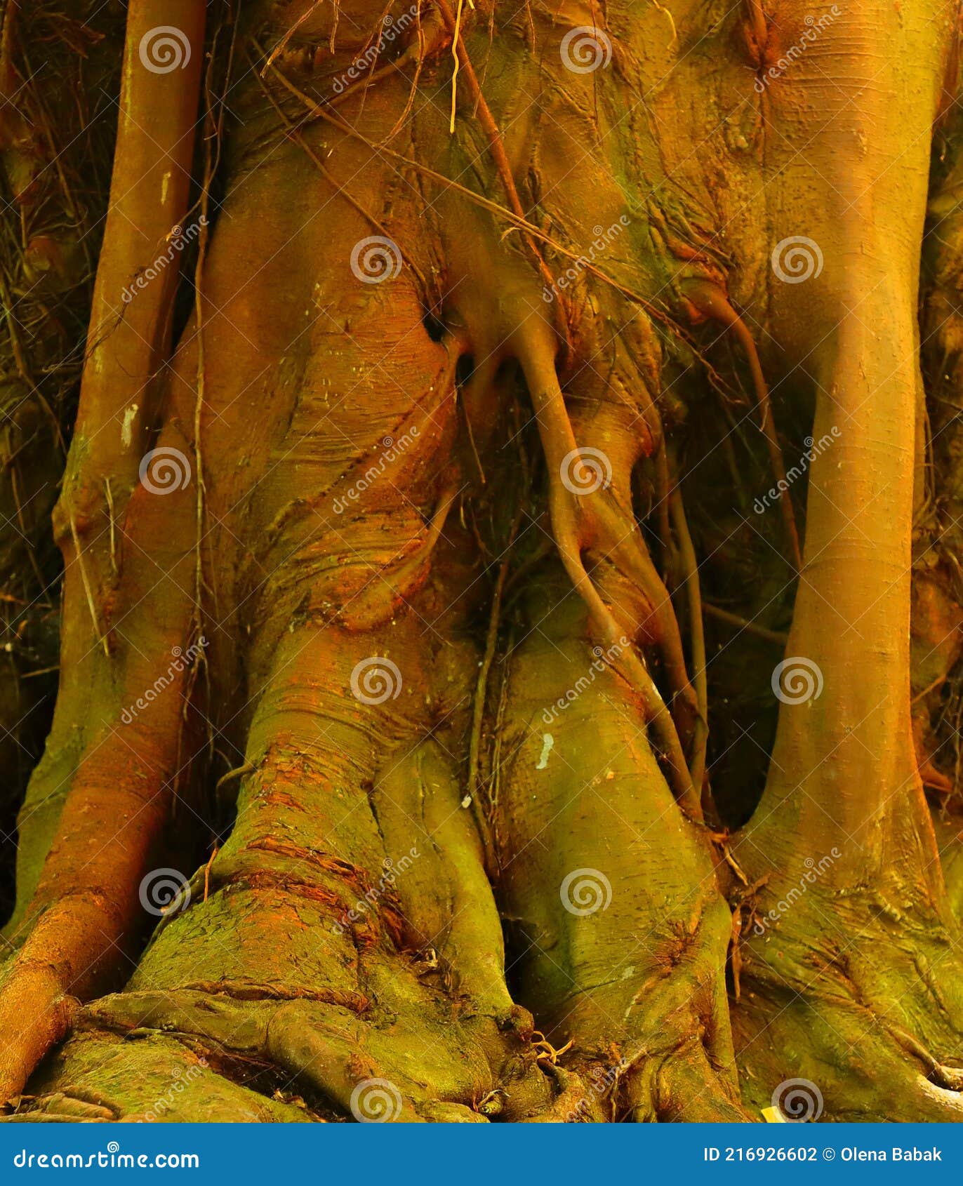 The Trunk And Bark Of A Tropical Tree. Visible Big Roots With A ...