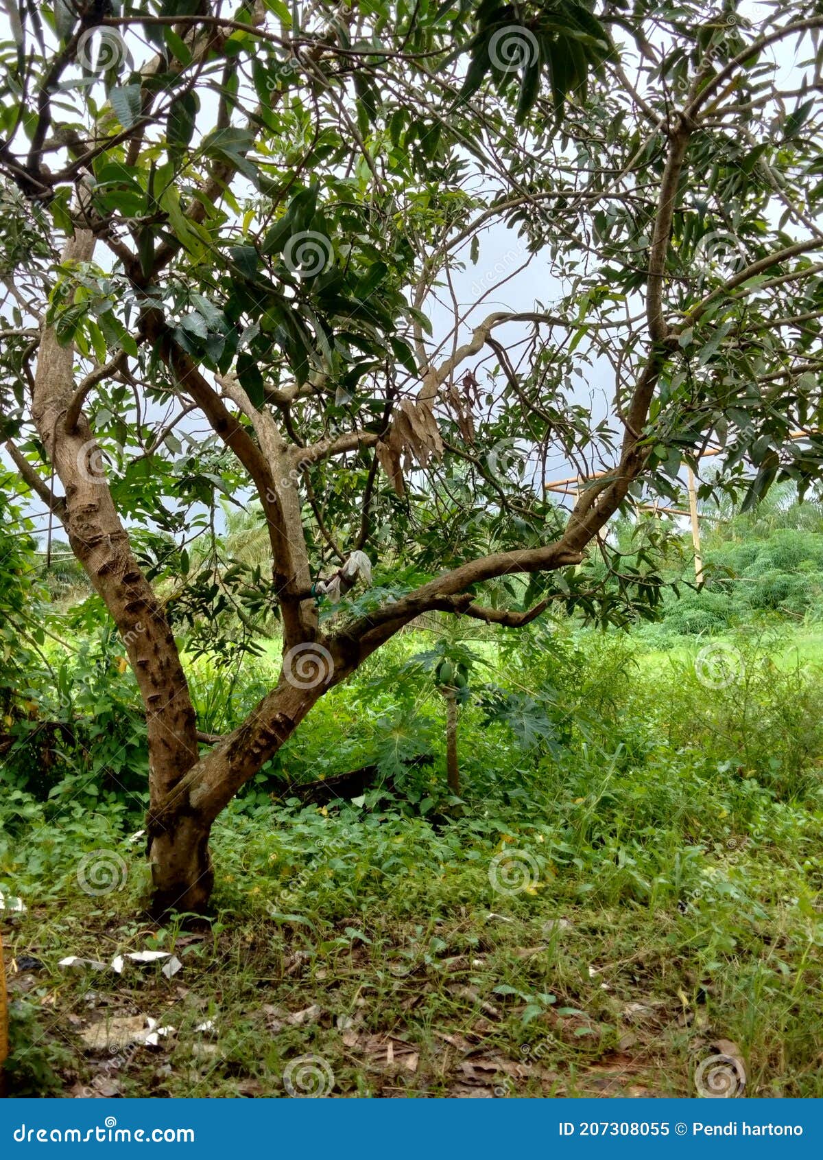 The Trunk of a Beautiful MANGO Tree Stock Image - Image of tree, mango ...