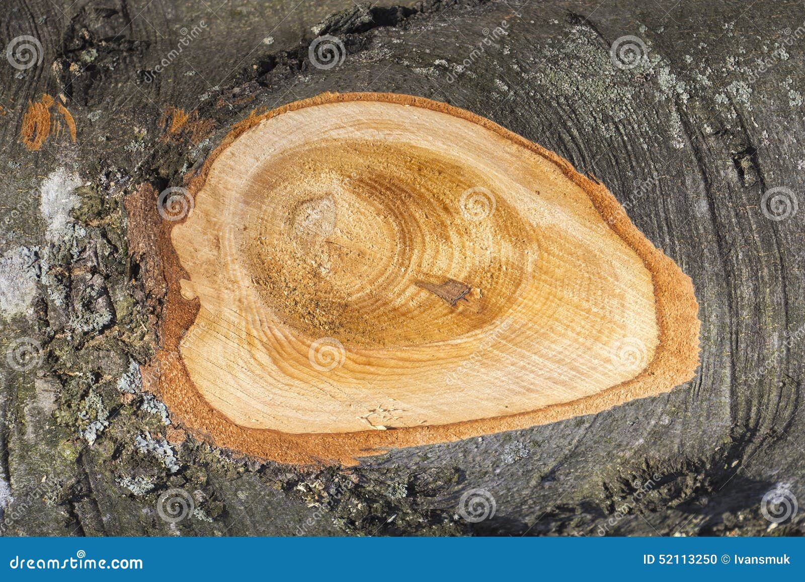 The trunk beech stock photo. Image of detail, segment - 52113250