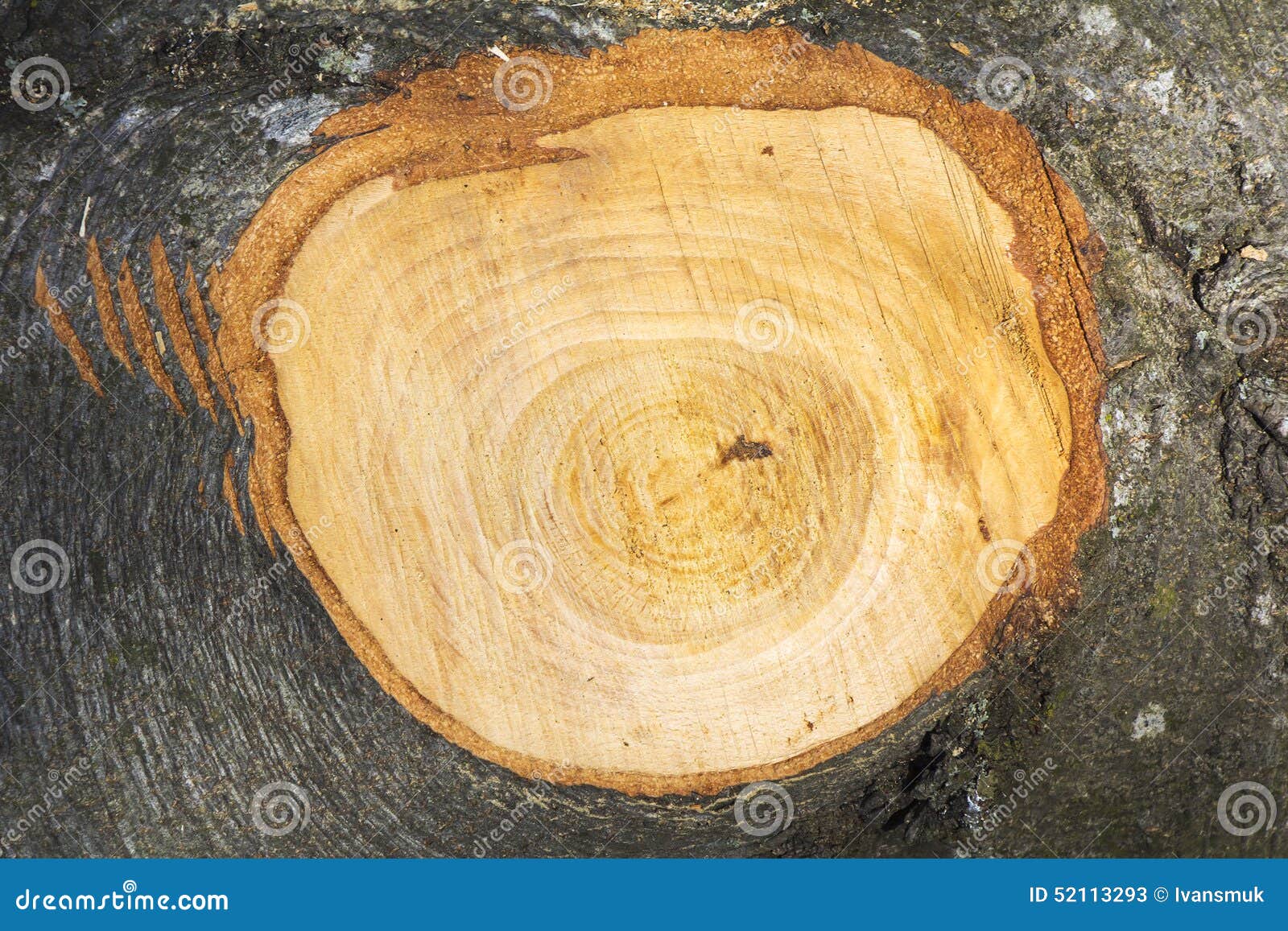 The trunk beech stock image. Image of segment, concentric - 52113293