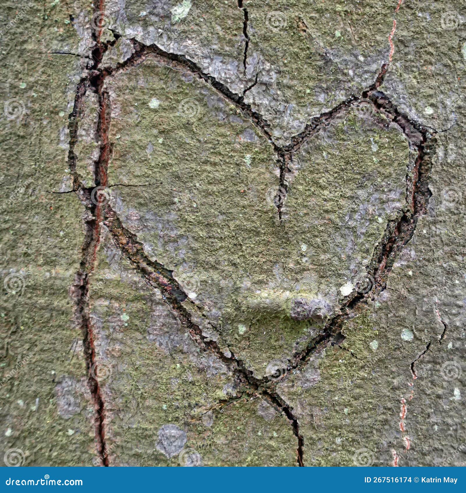 Trunk of Beech Tree with Carved Heart Symbolizing Love Stock Photo ...
