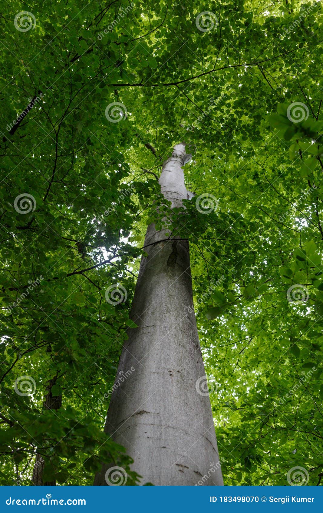 Trunk of Beech Tree in the Park Stock Photo - Image of foliage, growth ...