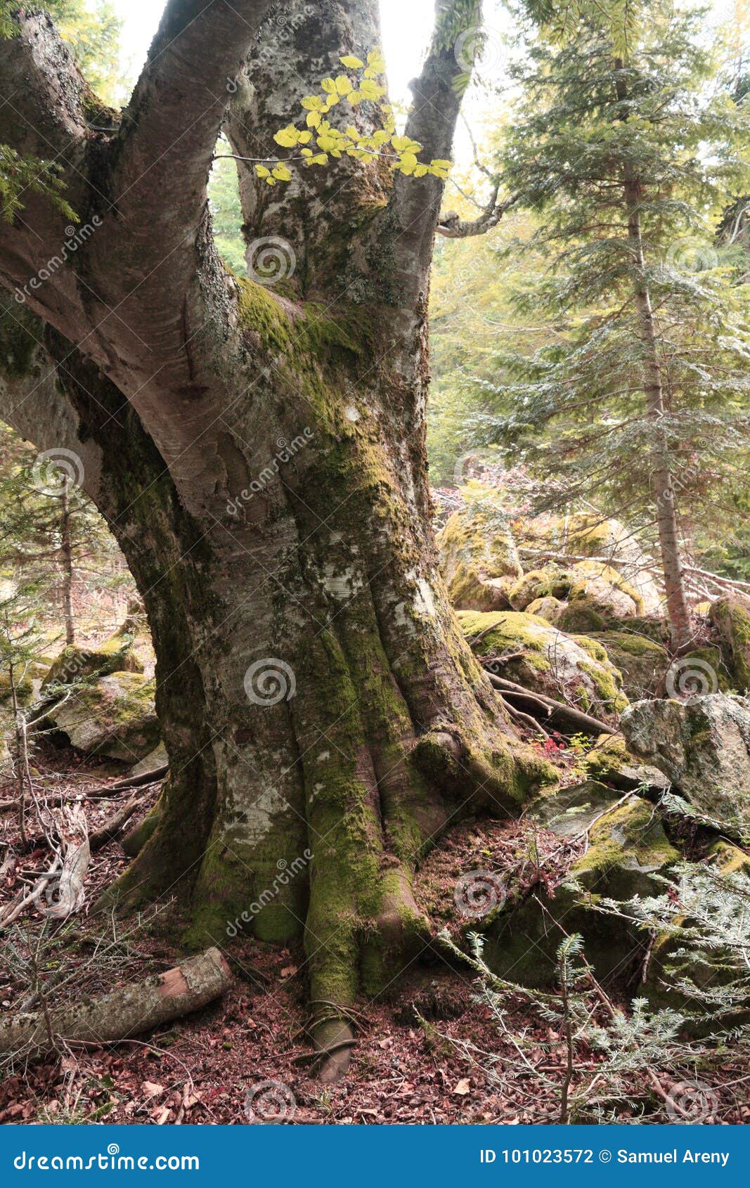 Trunk of beech tree stock photo. Image of rainforest - 101023572