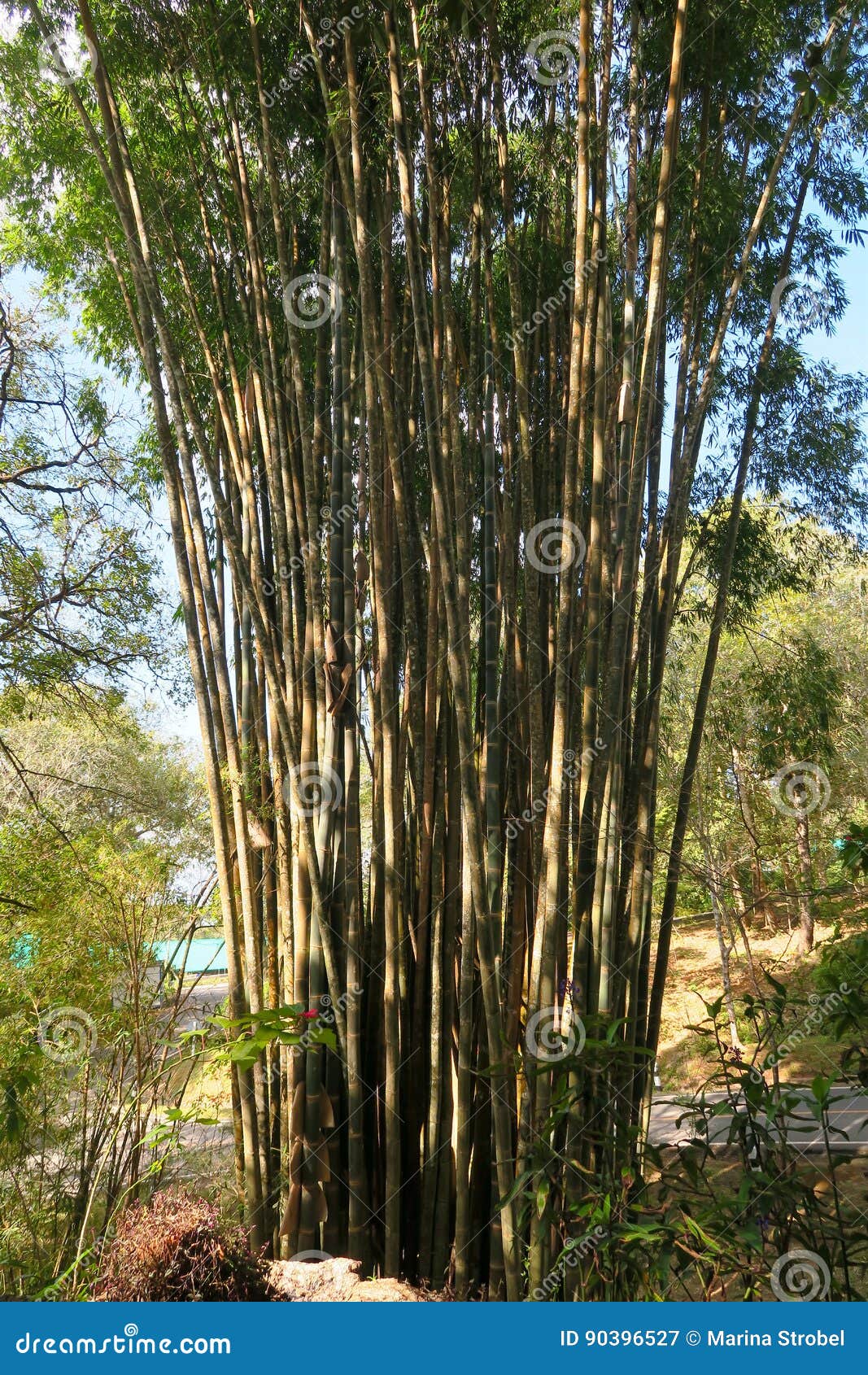 Trunk of Big Bamboo Trees in a Garden Stock Image - Image of natural ...