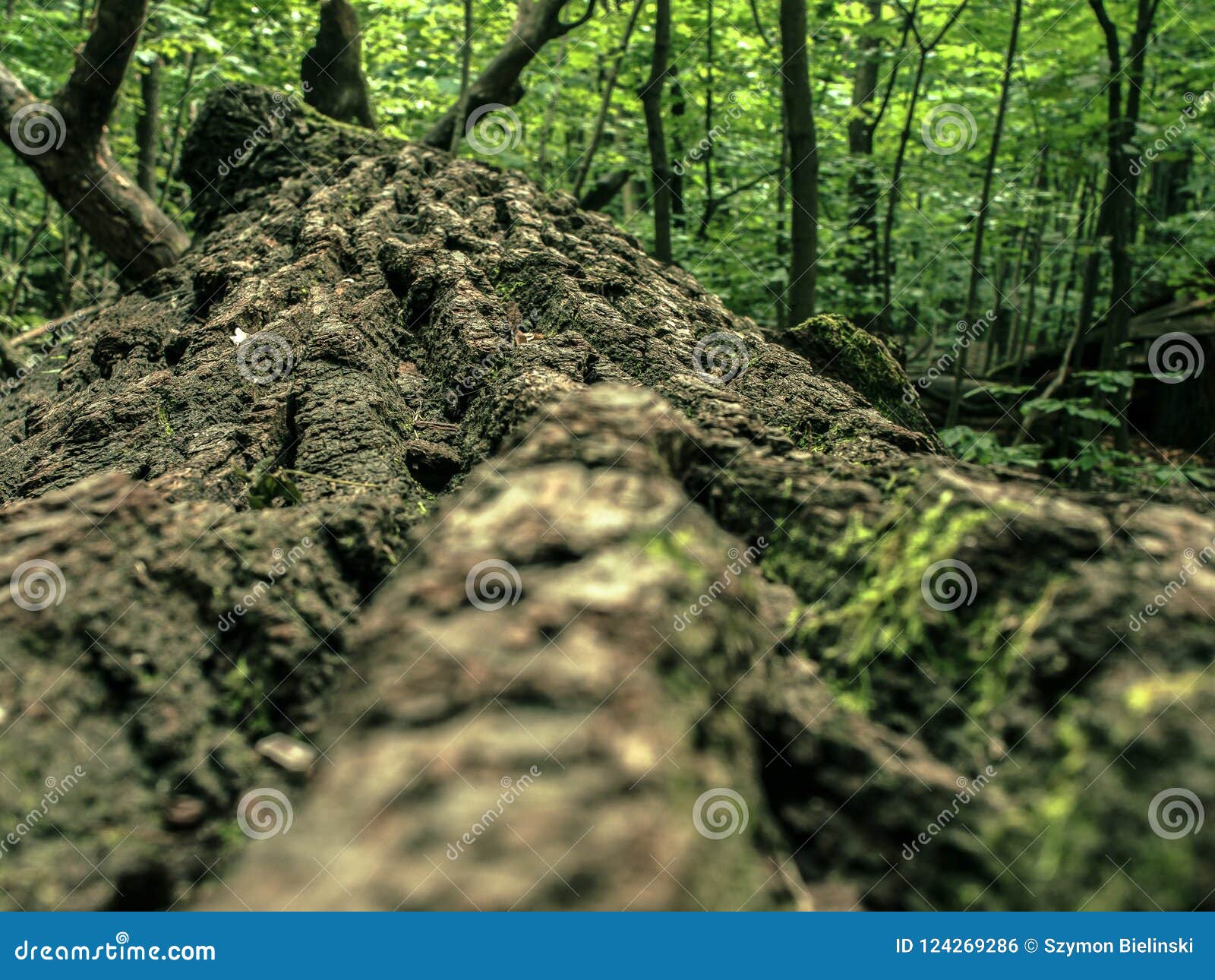 Trunk of a big felled tree stock photo. Image of branches - 124269286