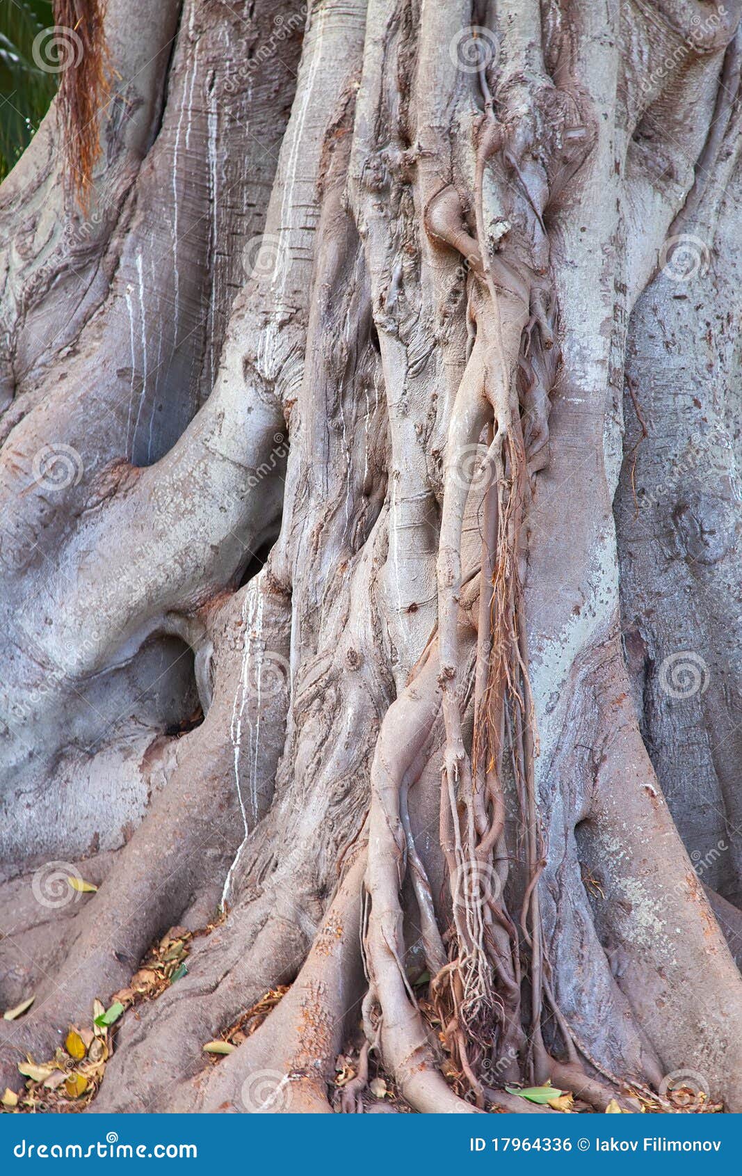 Trunk of big ficus stock photo. Image of gardens, tropical - 17964336