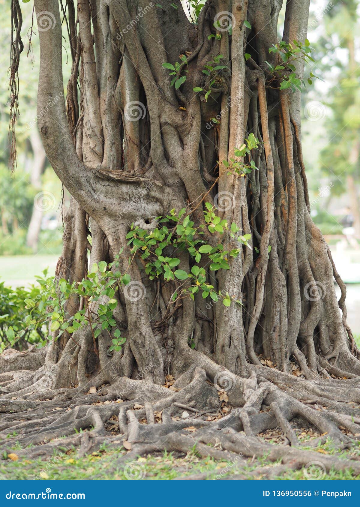 Large Trunk Big Tree Bark Rough Texture Stock Photo - Image of tree ... Large Trunk Big Tree Bark Rough Texture Stock Photo - Image of tree ...