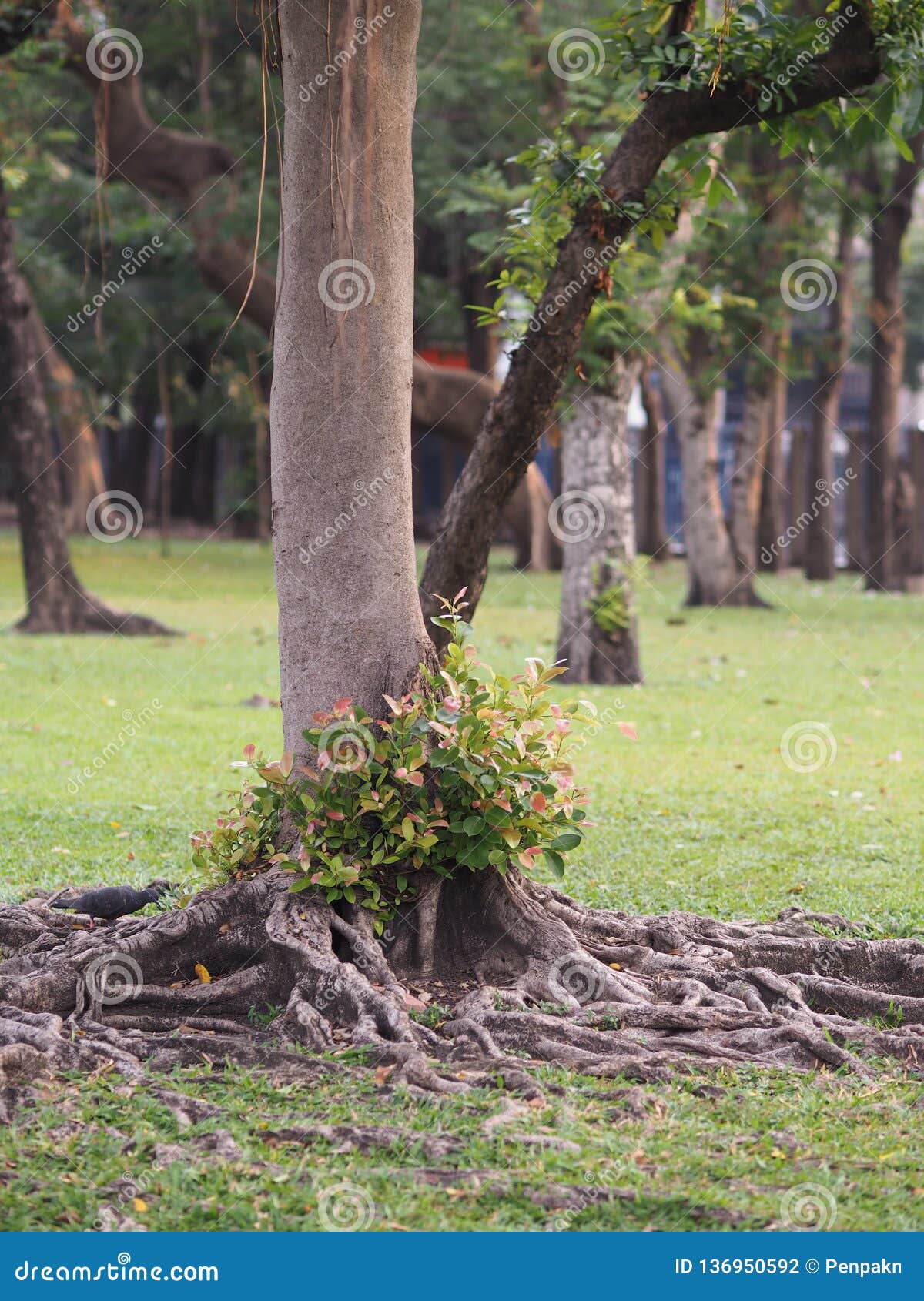 Large Trunk Big Tree Bark Rough Texture Stock Photo - Image of rough ...