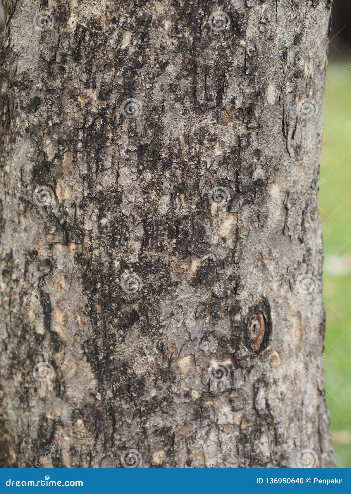 Large Trunk Big Tree Bark Rough Texture Stock Photo - Image of texture ...