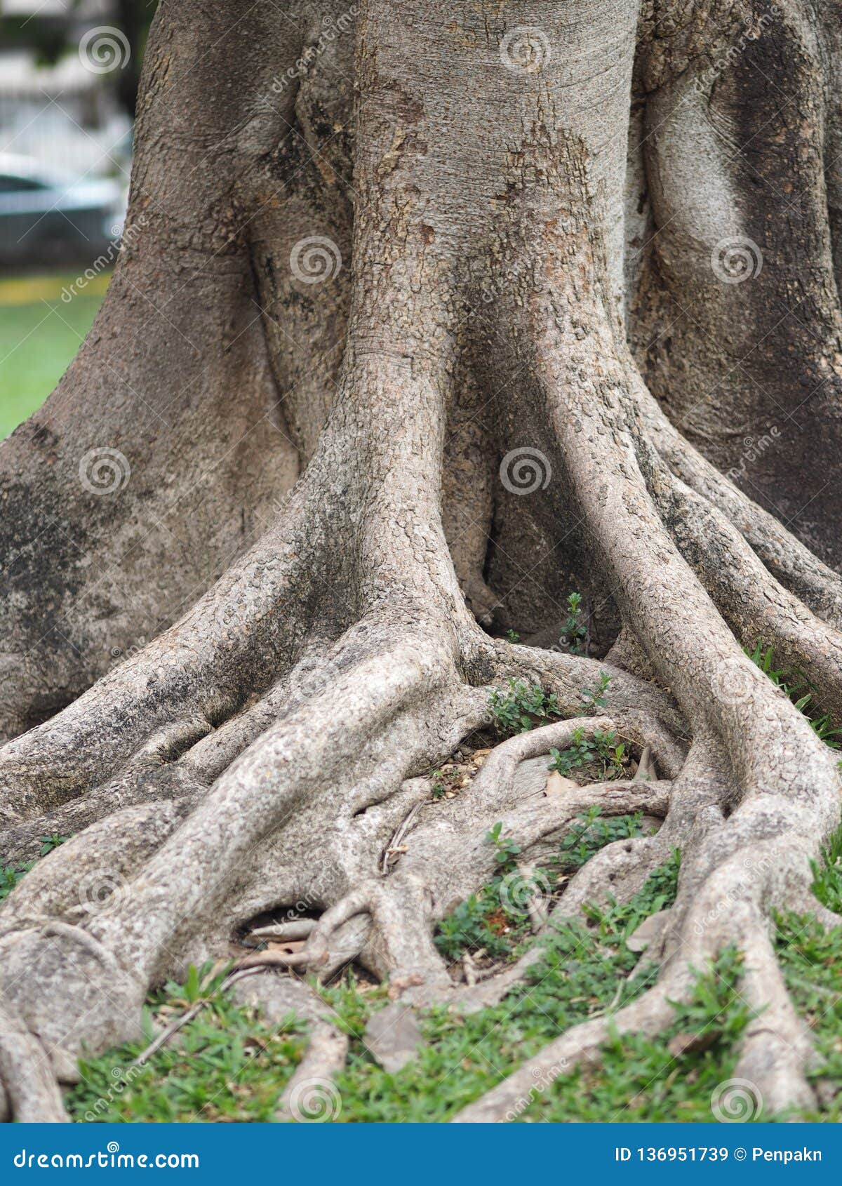 Large Trunk Big Tree Bark Rough Texture Stock Image - Image of tree ... Large Trunk Big Tree Bark Rough Texture Stock Image - Image of tree ...