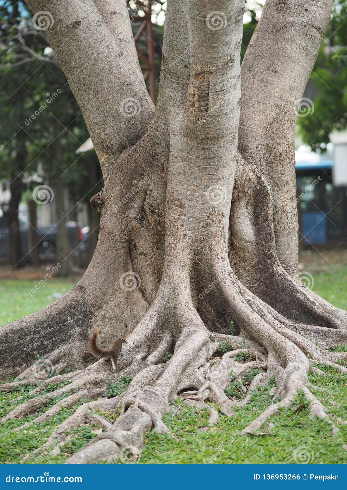 Large Trunk Big Tree Bark Rough Texture Stock Photo - Image of tree ...
