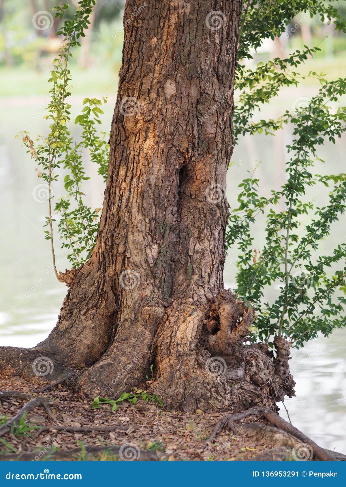 Large Trunk Big Tree Bark Rough Texture Royalty-Free Stock Photo ... Large Trunk Big Tree Bark Rough Texture Royalty-Free Stock Photo ...