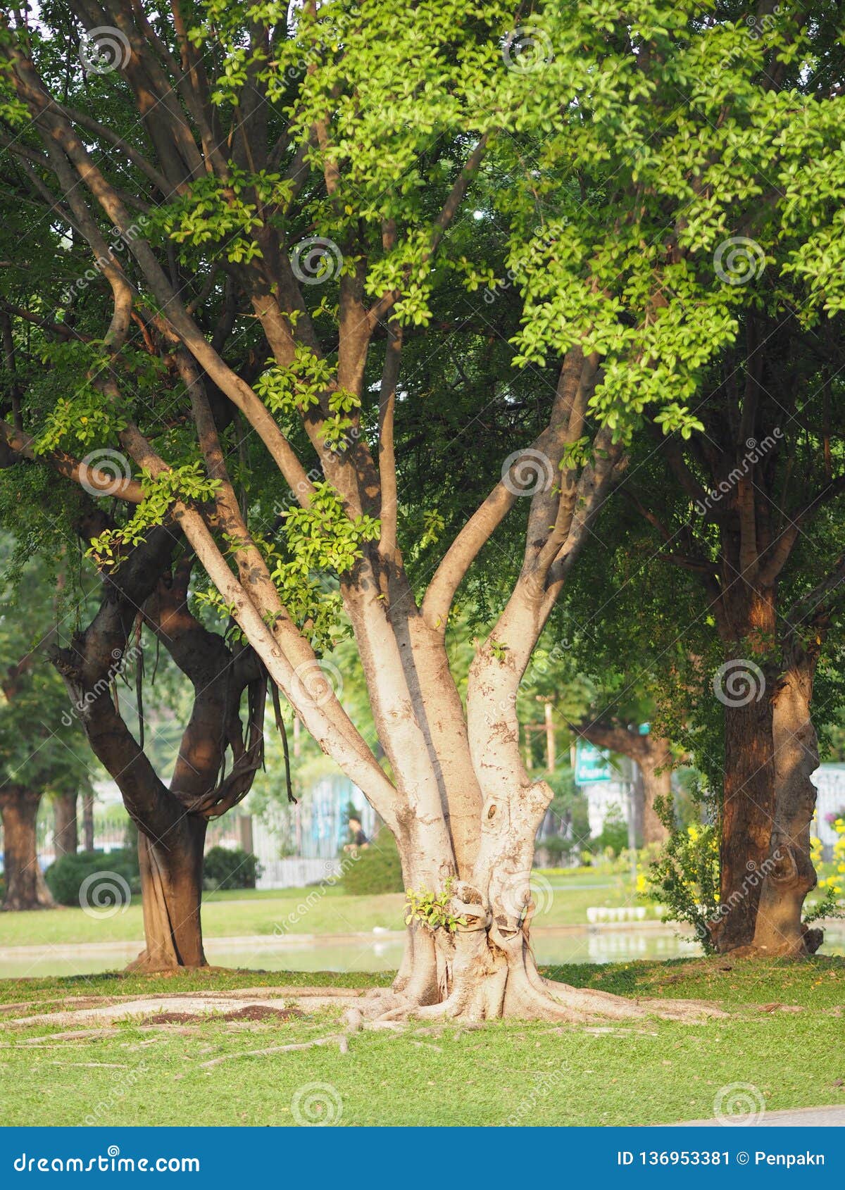 Large Trunk Big Tree Bark Rough Texture Stock Image - Image of rough ...