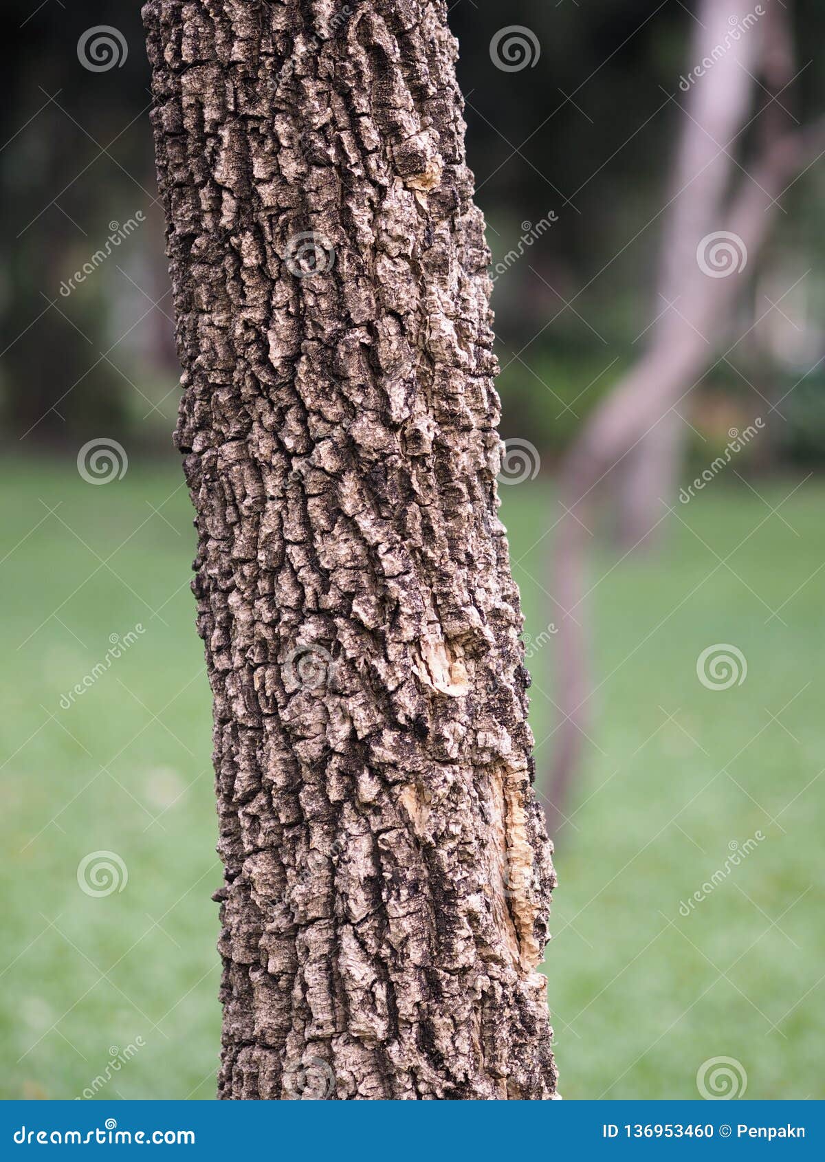 Large Trunk Big Tree Bark Rough Texture Stock Photo - Image of large ...