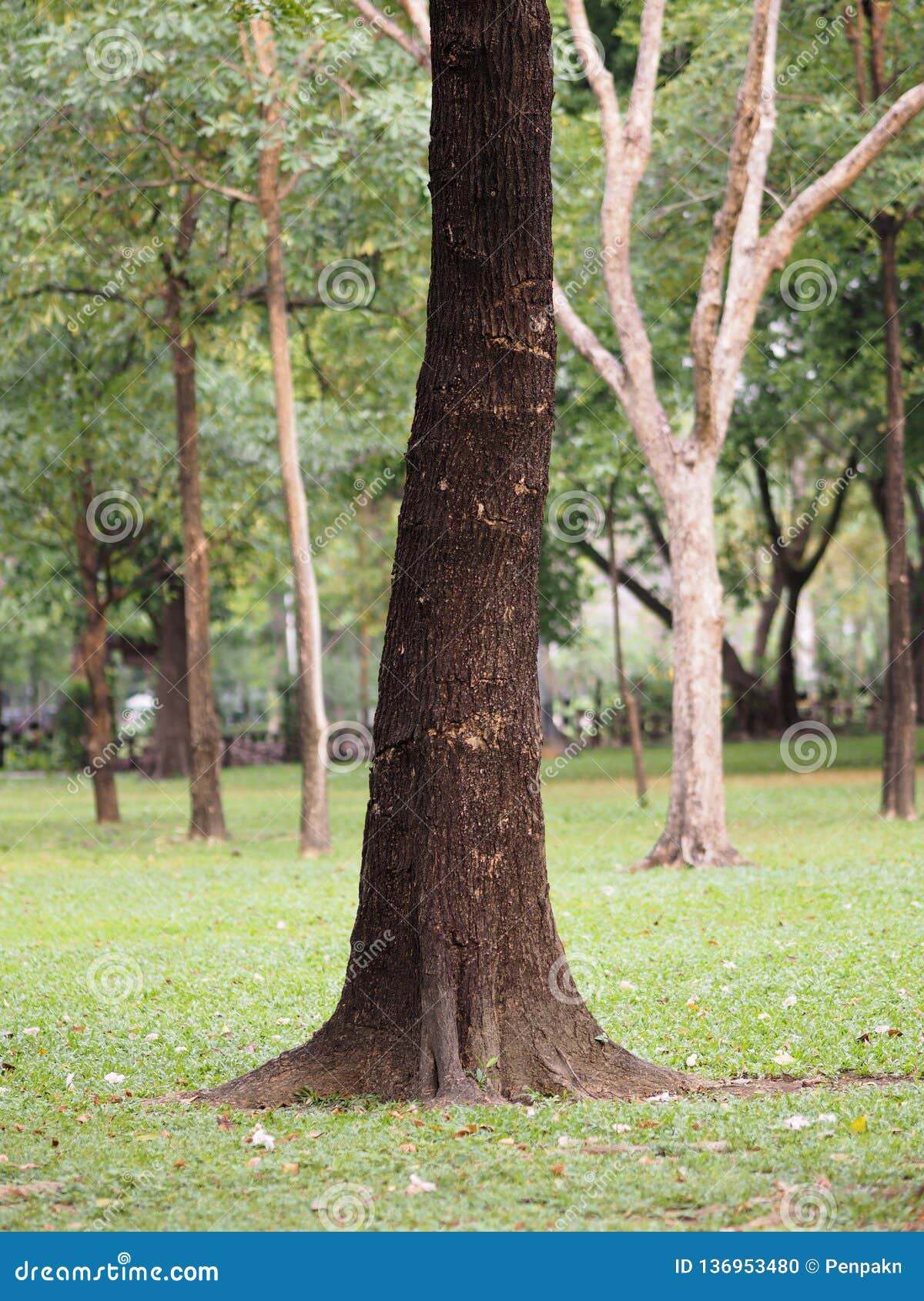 Large Trunk Big Tree Bark Rough Texture Stock Photo | CartoonDealer.com ... Large Trunk Big Tree Bark Rough Texture Stock Photo | CartoonDealer.com ...