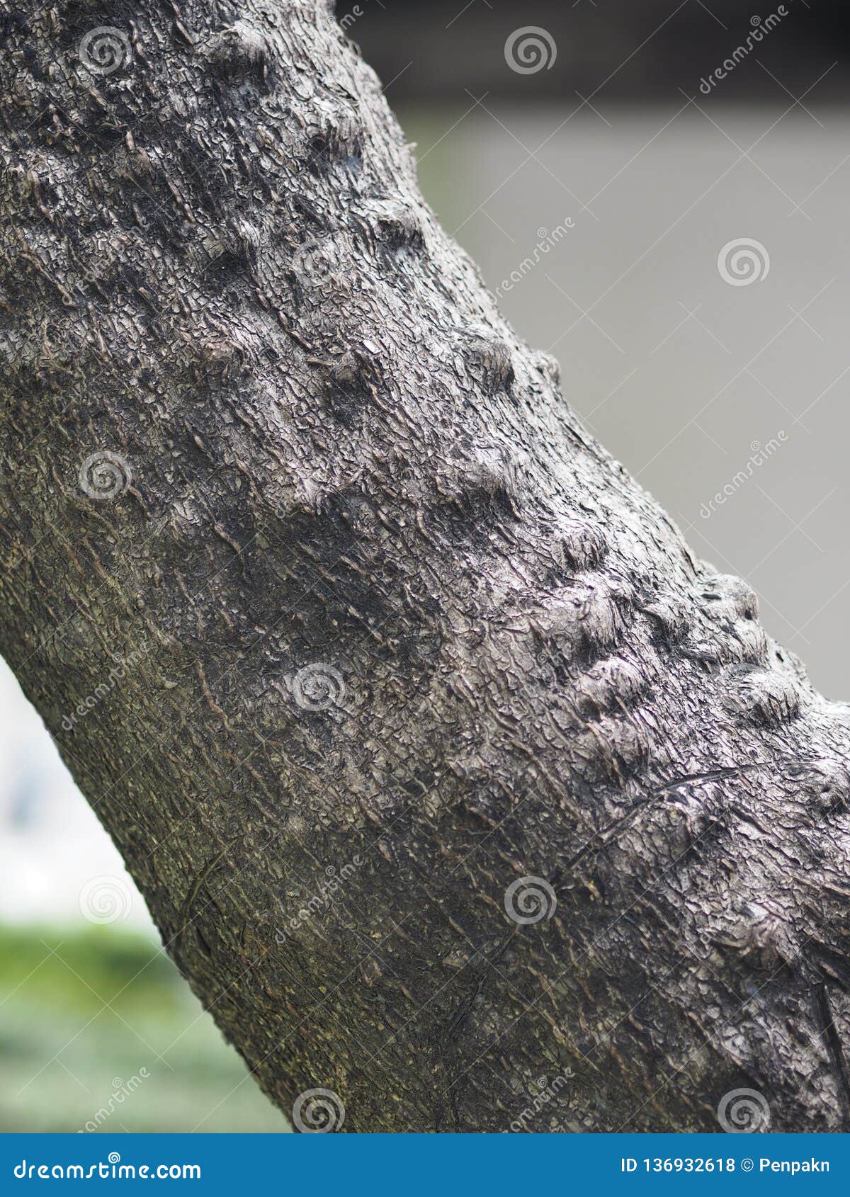 Trunk Big Tree Bark Rough Texture Stock Photo - Image of tree, trunk ... Trunk Big Tree Bark Rough Texture Stock Photo - Image of tree, trunk ...