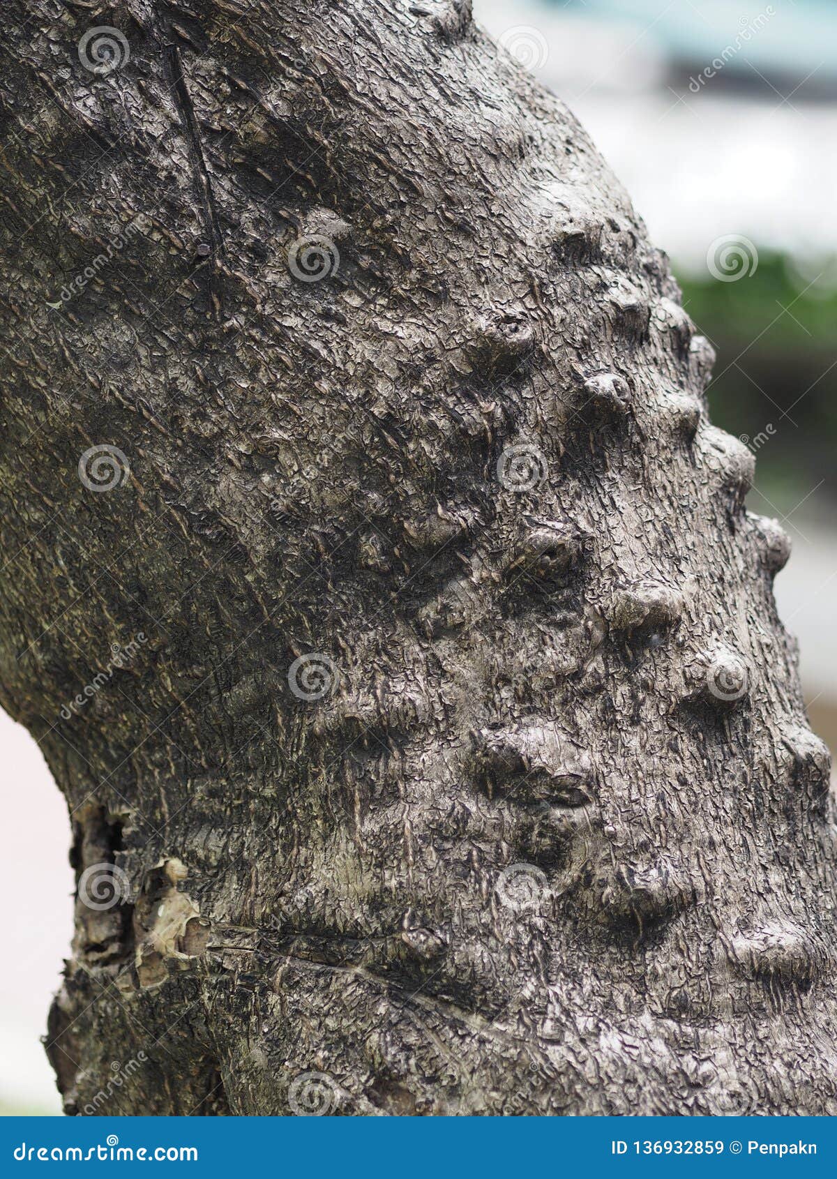 Trunk Big Tree Bark Rough Texture Stock Image - Image of black, texture ... Trunk Big Tree Bark Rough Texture Stock Image - Image of black, texture ...