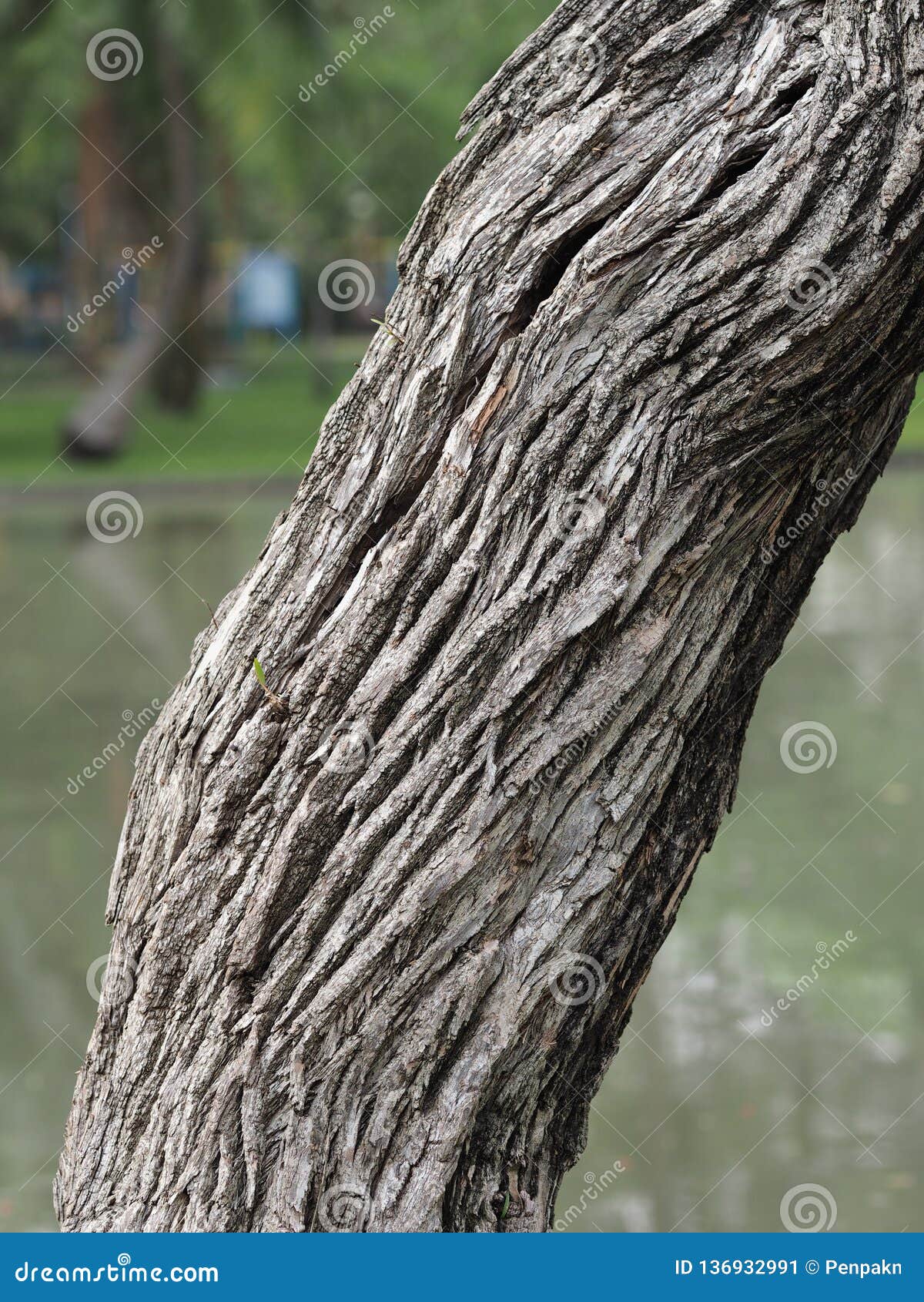 Trunk Big Tree Bark Rough Texture Stock Image - Image of closeup, water ... Trunk Big Tree Bark Rough Texture Stock Image - Image of closeup, water ...
